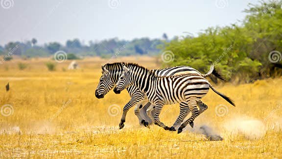 Running Zebras stock image. Image of tanzania, park, burchell - 33926117