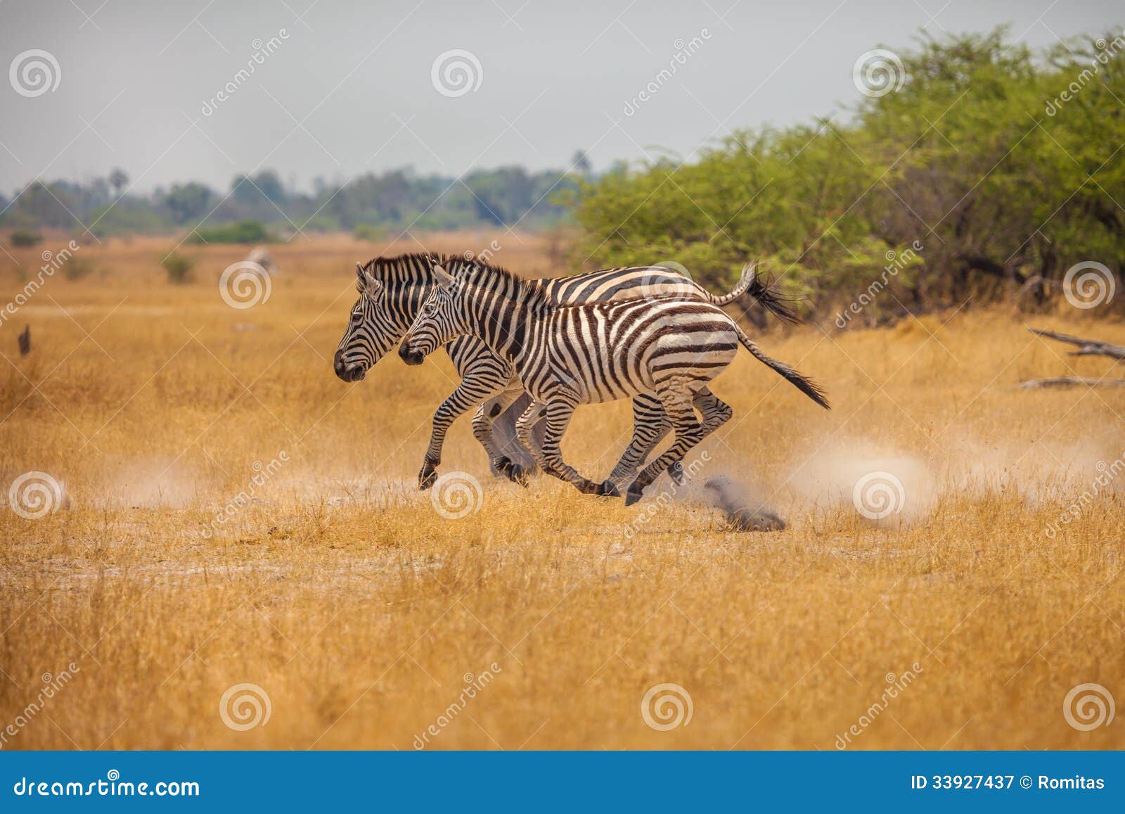 Running Zebras stock image. Image of grassland, nature - 33927437