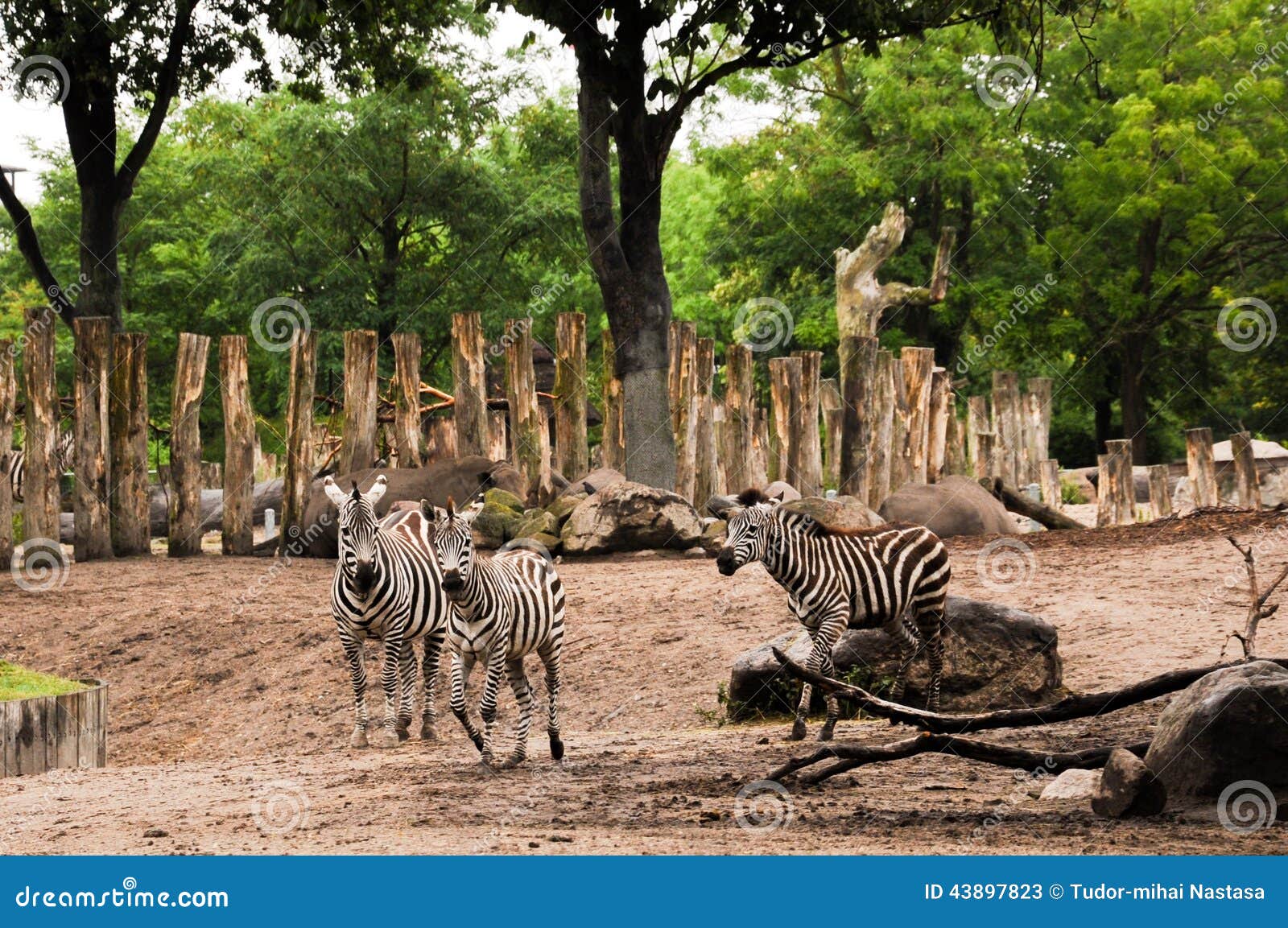 Running Zebras stock image. Image of wildlife, copenhagen - 43897823