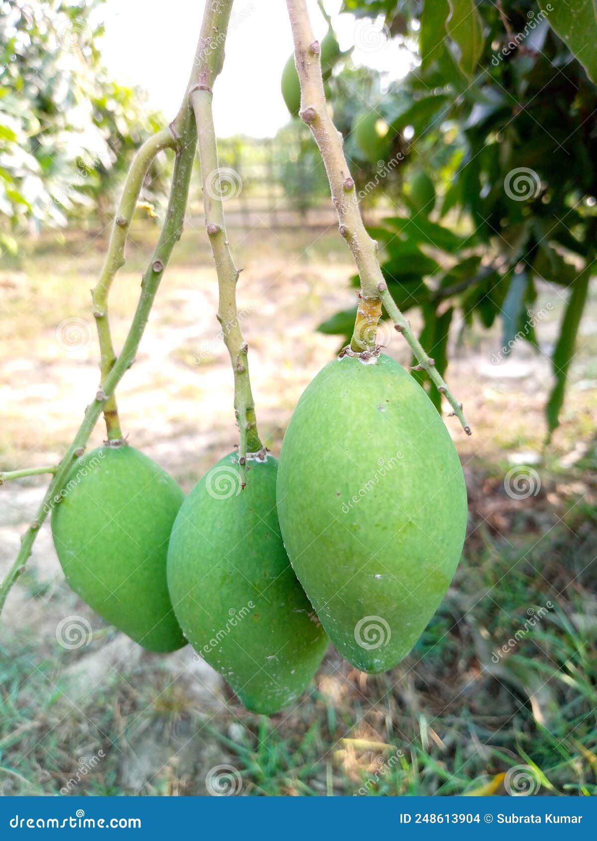 Rupali Mango stock photo. Image of mango, leaf, nature - 248613904