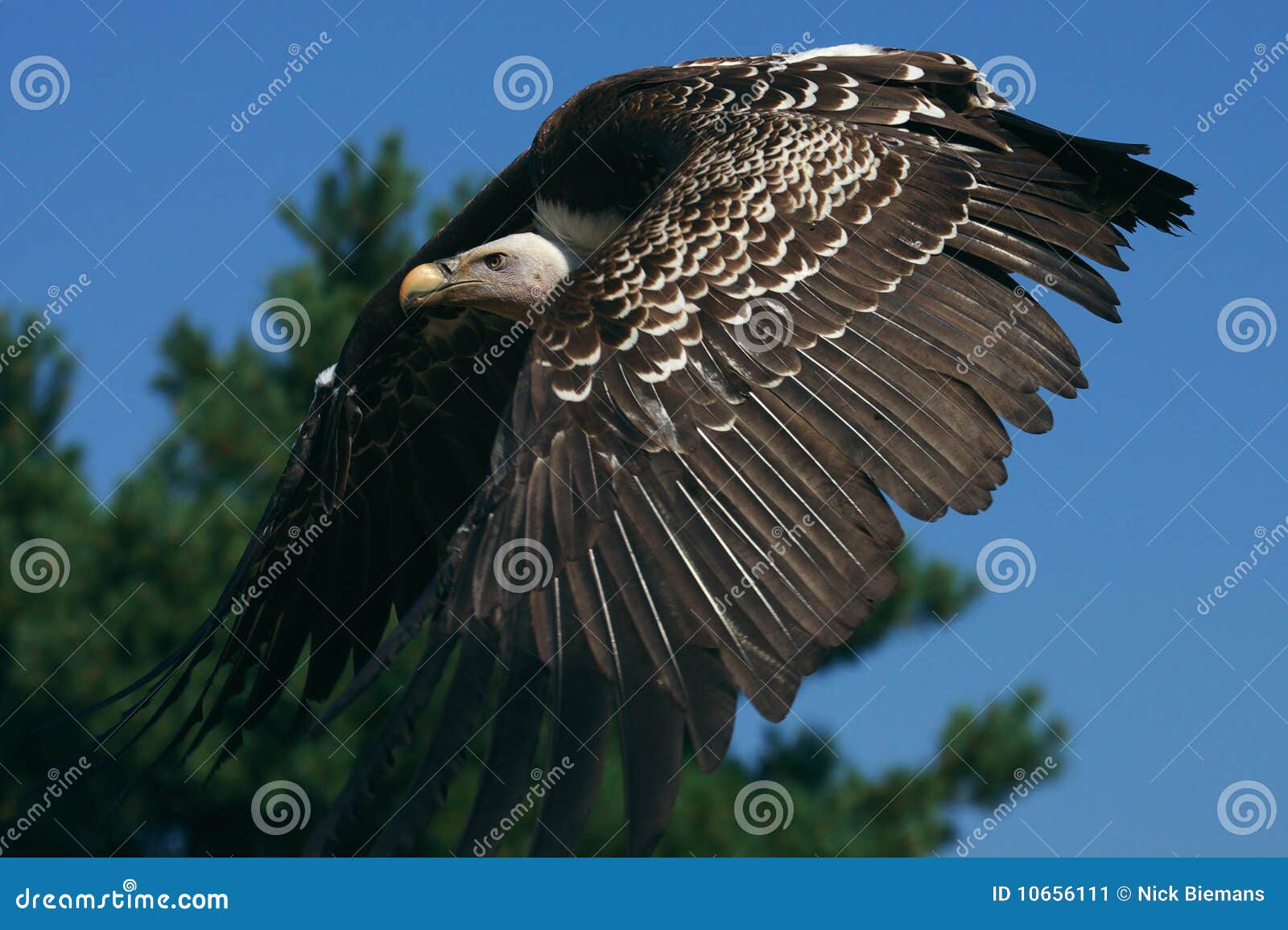 Ruppel S Griffon Vulture in Flight Stock Image - Image of nature, kenya ...