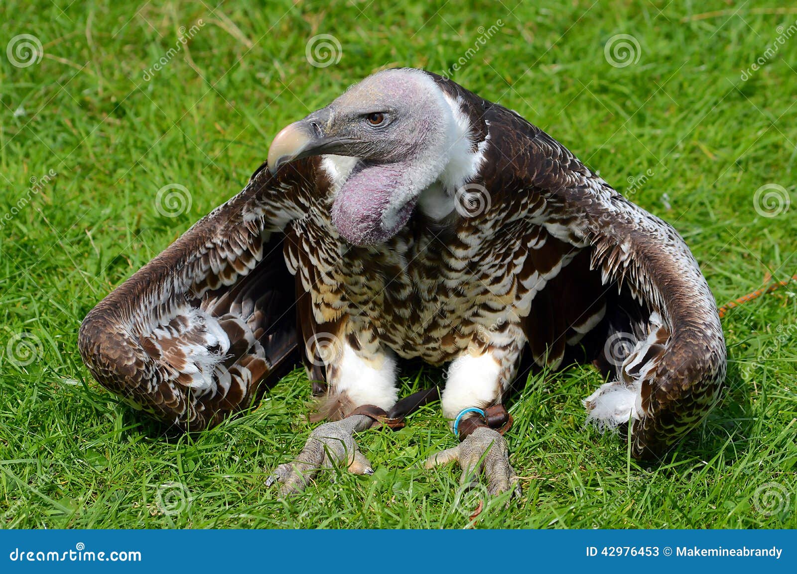 Ruppel S Griffon Vulture Keeping Cool Stock Image - Image of keeping ...