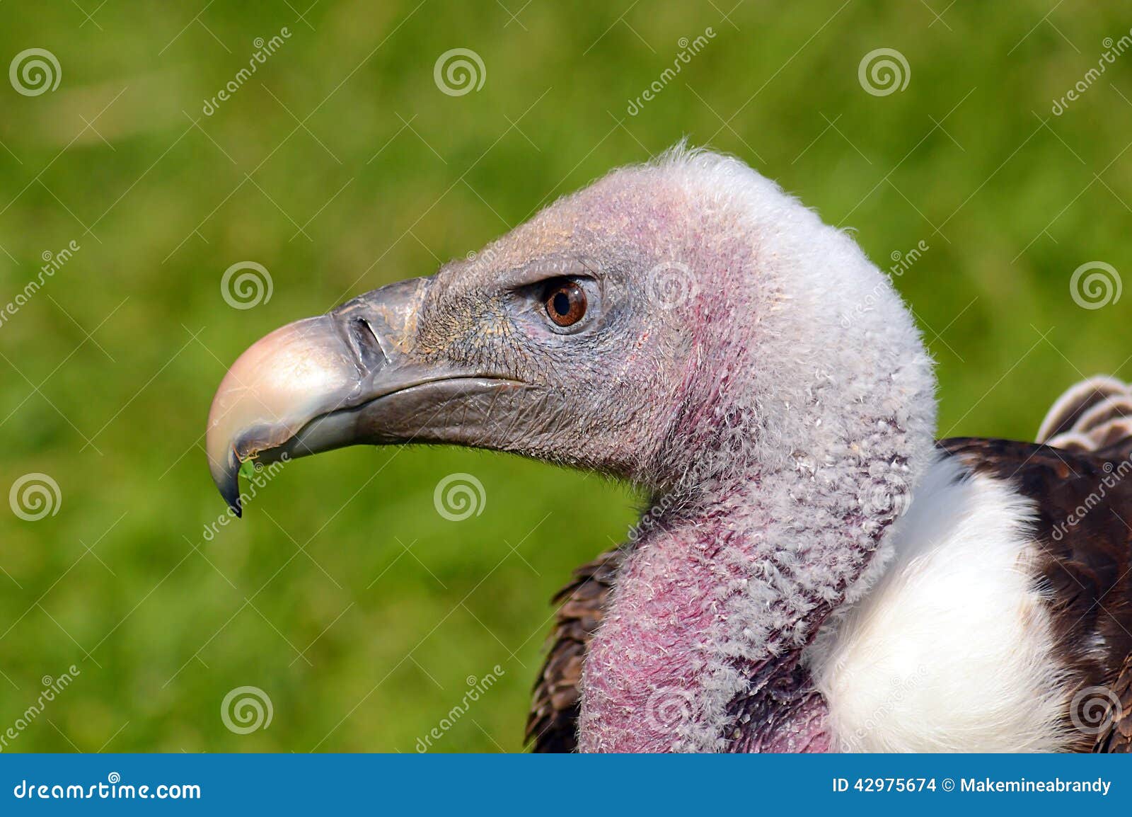 Ruppel S Griffon Vulture Side View Stock Photo - Image of black, object ...