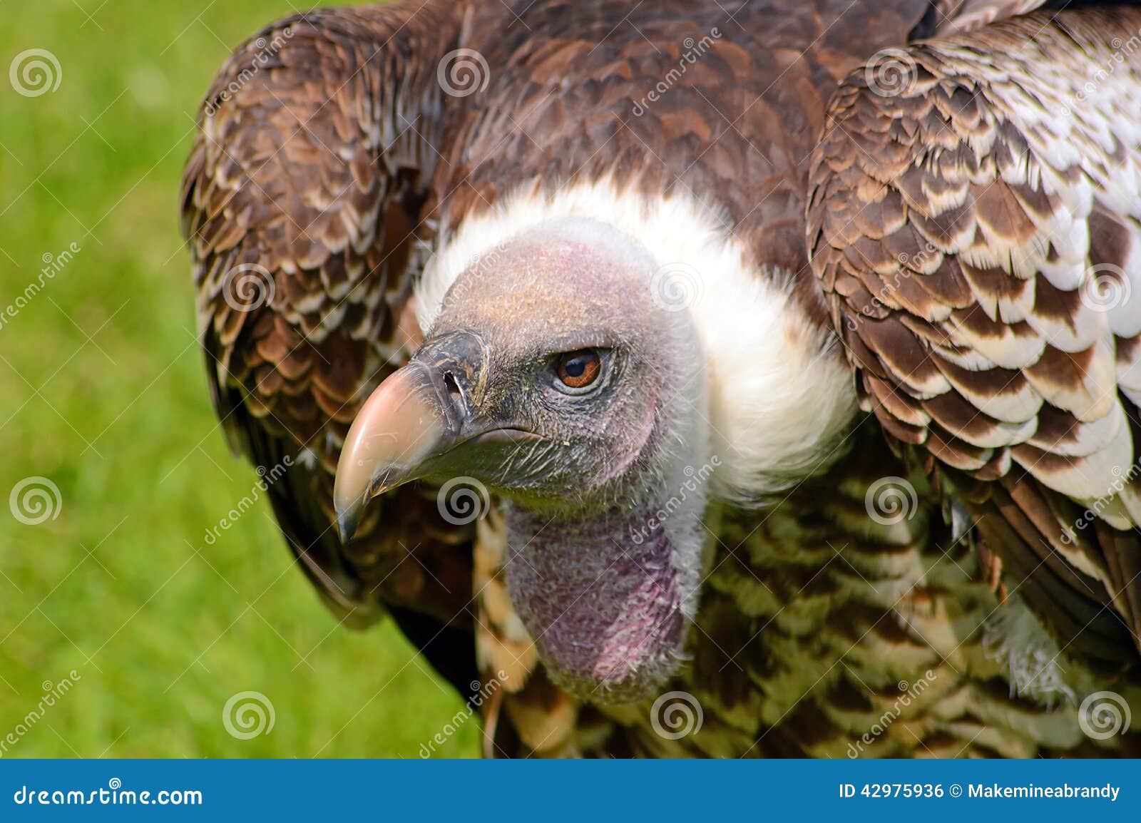 Ruppel S Griffon Vulture Side View Stock Photo - Image of head ...
