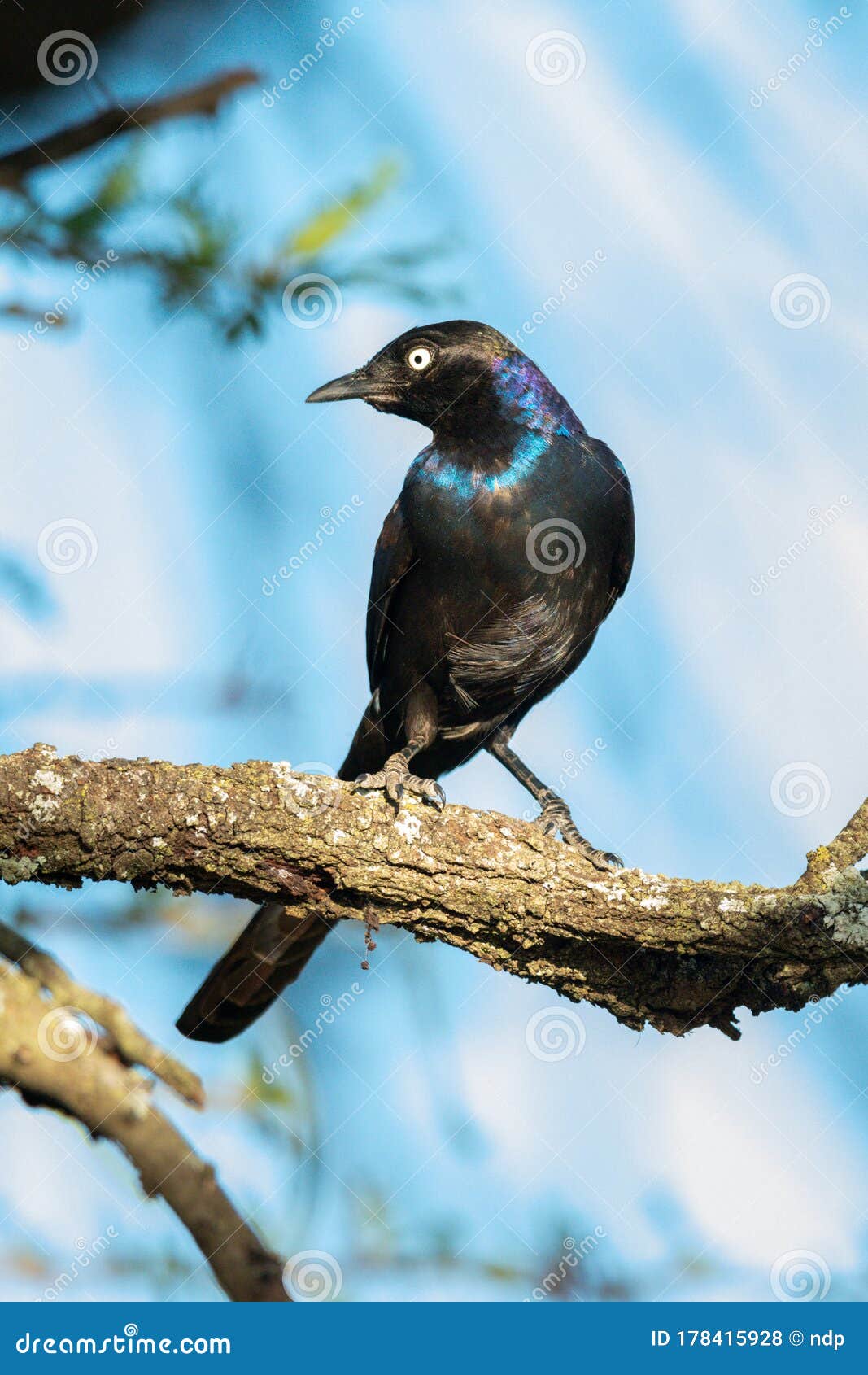 Ruppell Long-tailed Starling Turns Head on Branch Stock Photo - Image ...