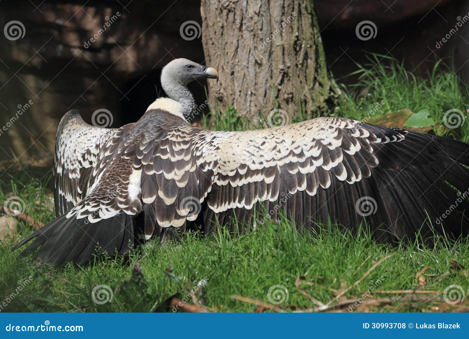 Ruppell s Griffon Vulture stock photo. Image of nature - 30993708