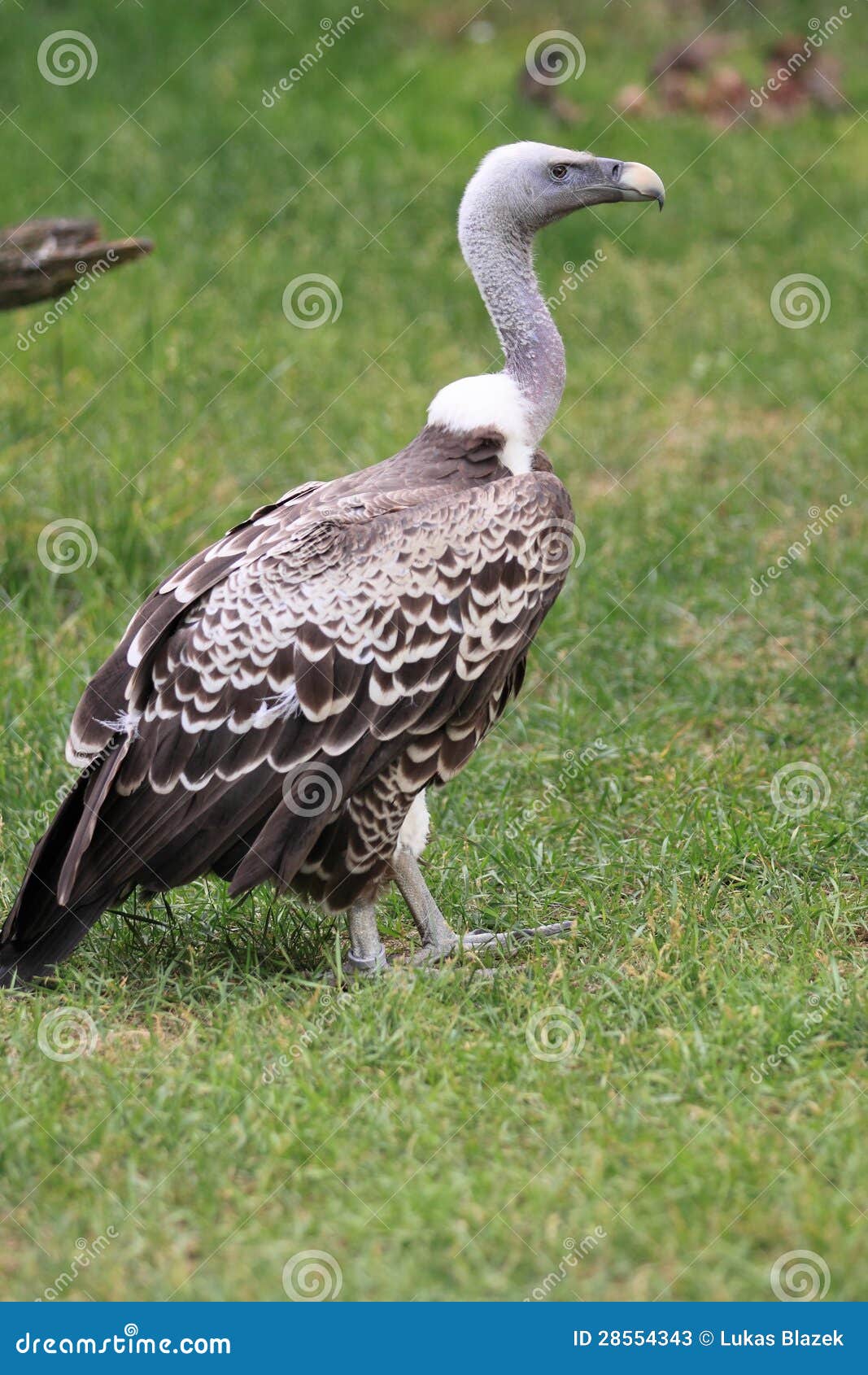 Ruppell s vulture stock image. Image of rueppellii, vulture - 28554343