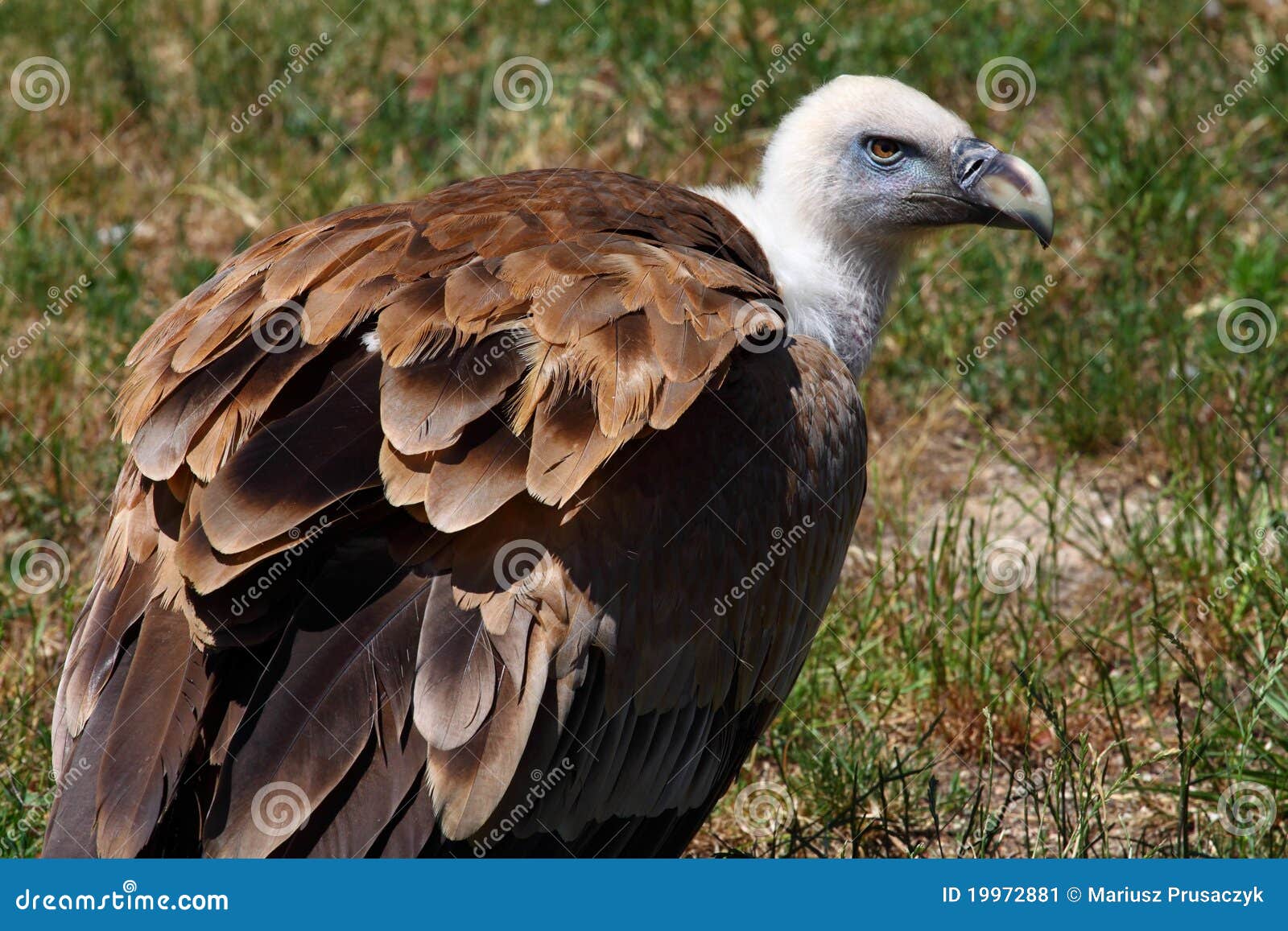 Ruppells Vulture stock image. Image of people, portrait - 19972881