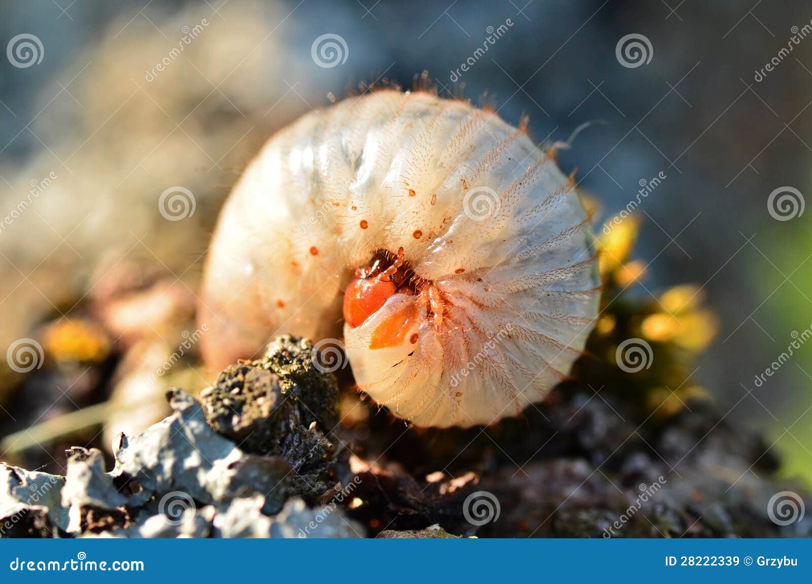 Rups stock afbeelding. Image of dier, fotografie, rups - 28222339