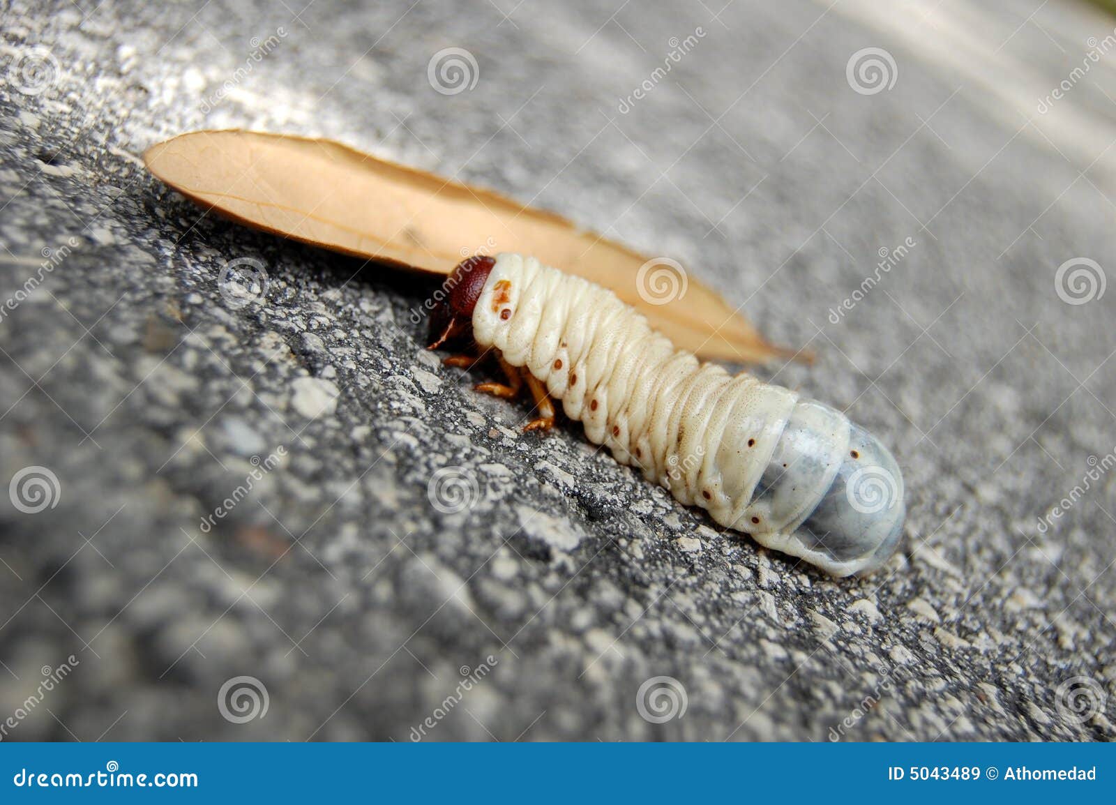 Rups stock afbeelding. Image of blad, eten, kruip, kever - 5043489