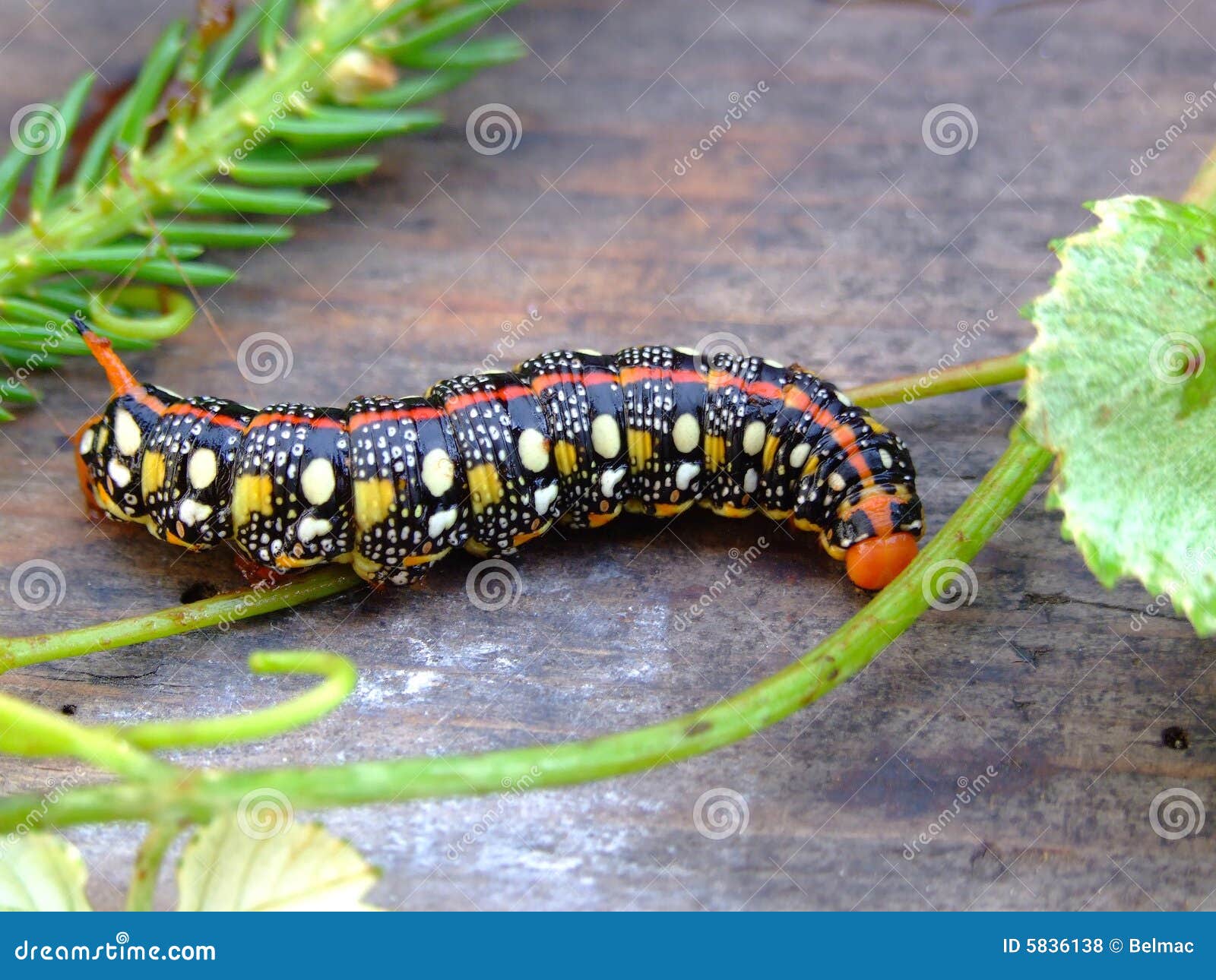Rups stock foto. Image of dier, kleurrijk, worm, kauw - 5836138