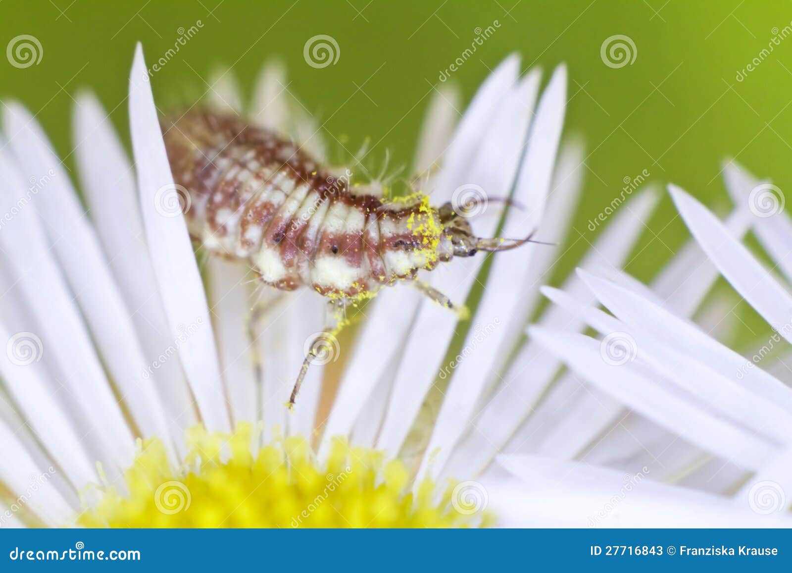 Rups Van Het Bruine Lacewing Stock Afbeelding - Image of rups, sluit ...