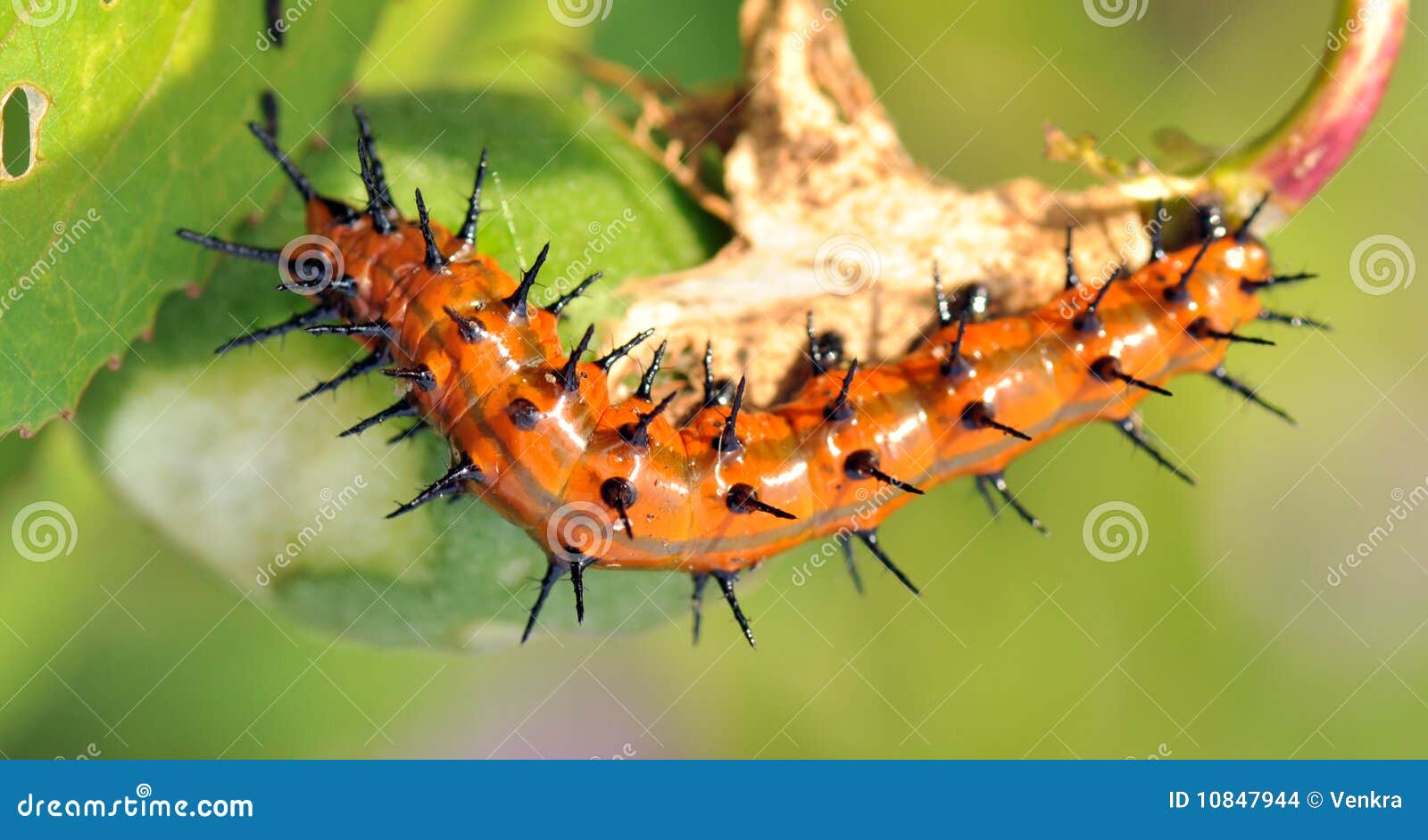 Rupsband stock foto. Image of schrik, netelig, voer, larven - 10847944