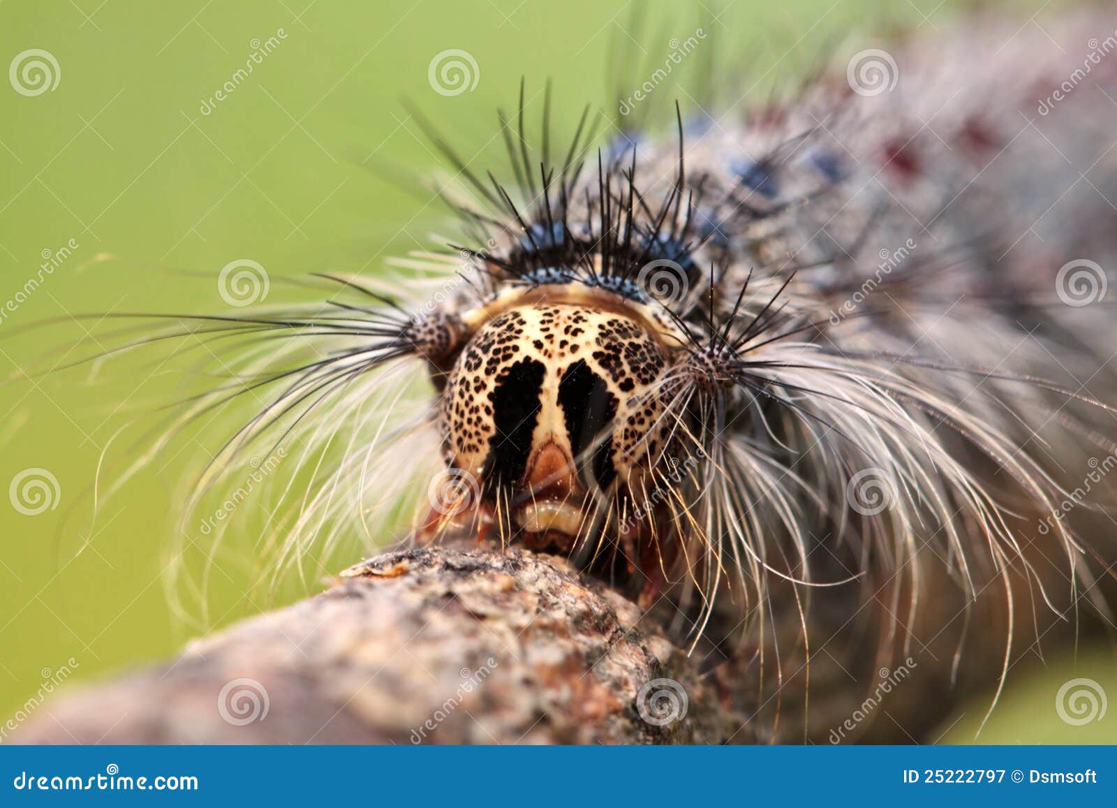 Rupsband stock afbeelding. Image of nave, harig, groei - 25222797