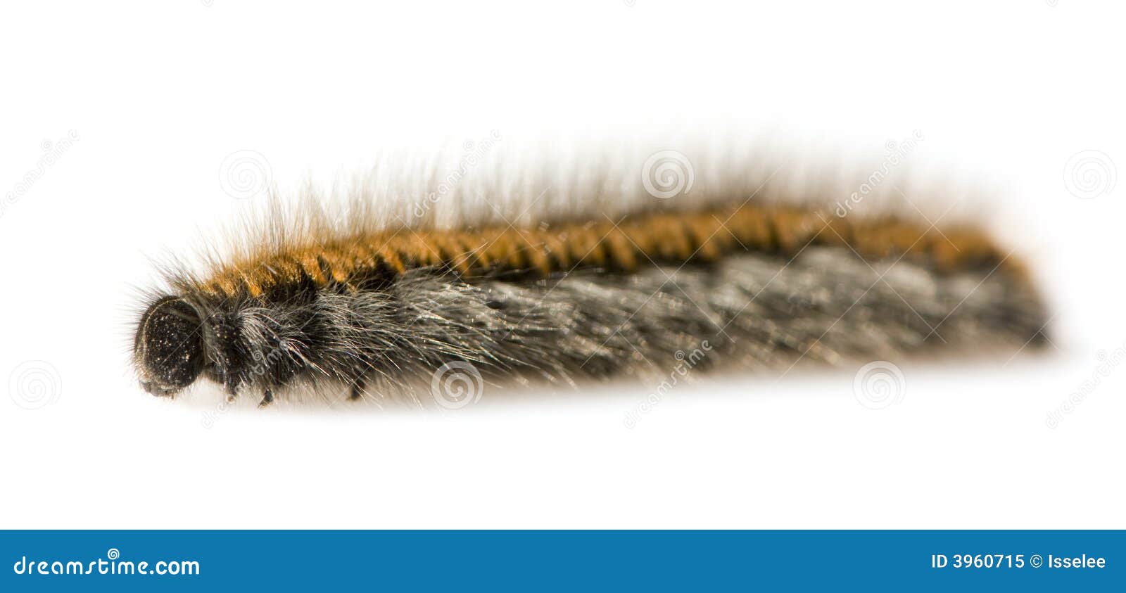 Rupsband stock afbeelding. Image of made, dier, achtergrond - 3960715