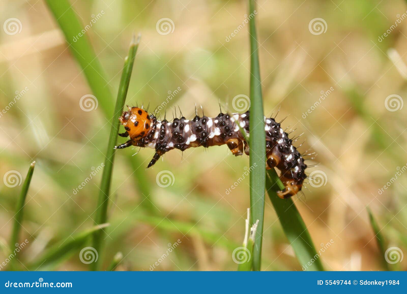 Rupsband stock foto. Image of nave, rupsband, leven, gras - 5549744