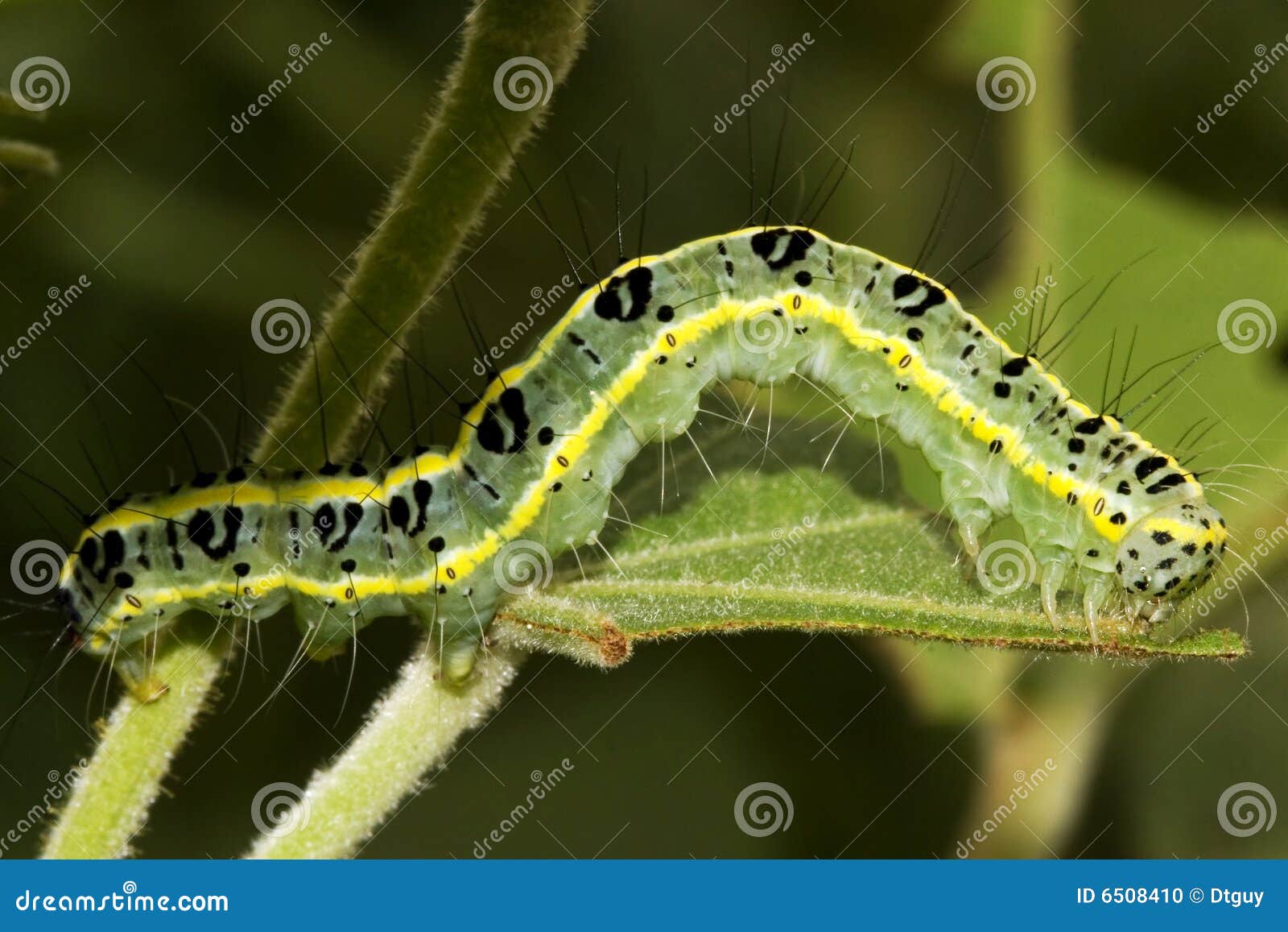 Rupsband stock foto. Image of palmer, voet, wild, sluit - 6508410
