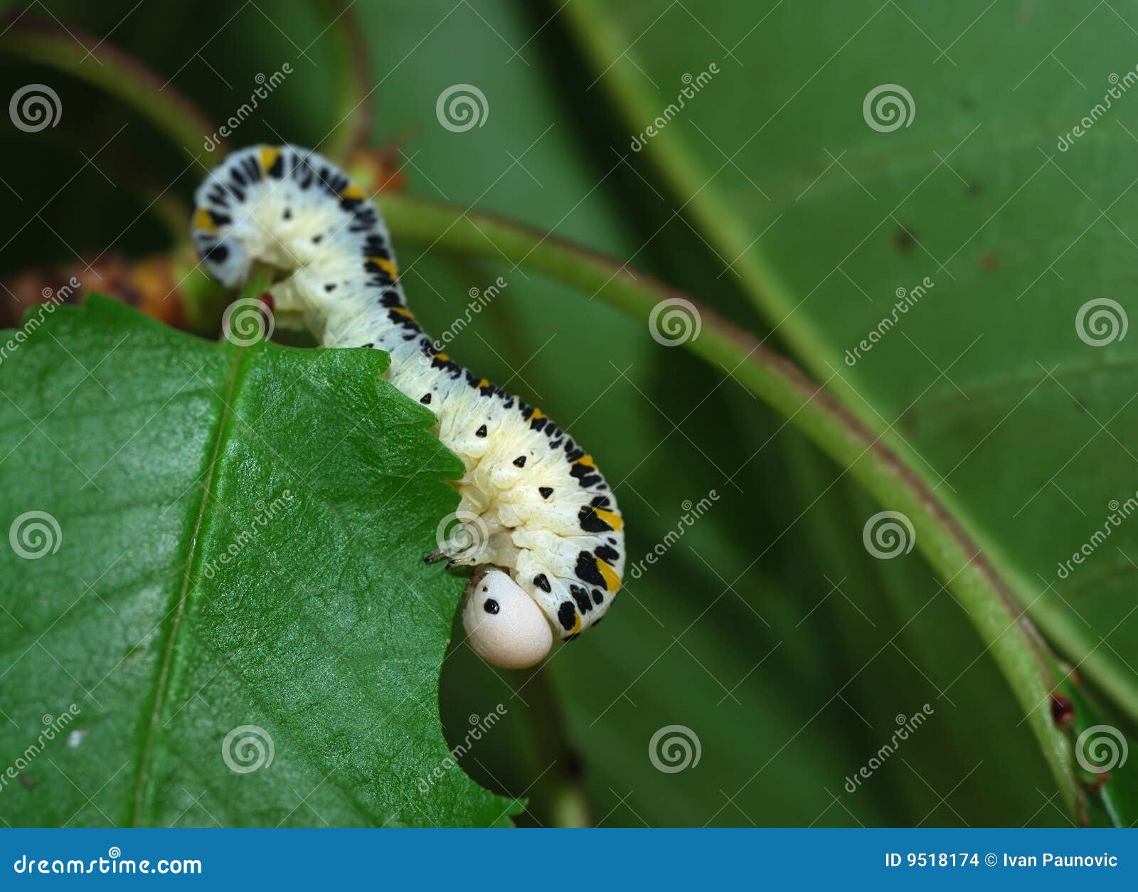 Rupsband stock foto. Image of eten, fauna, punten, landbouw - 9518174