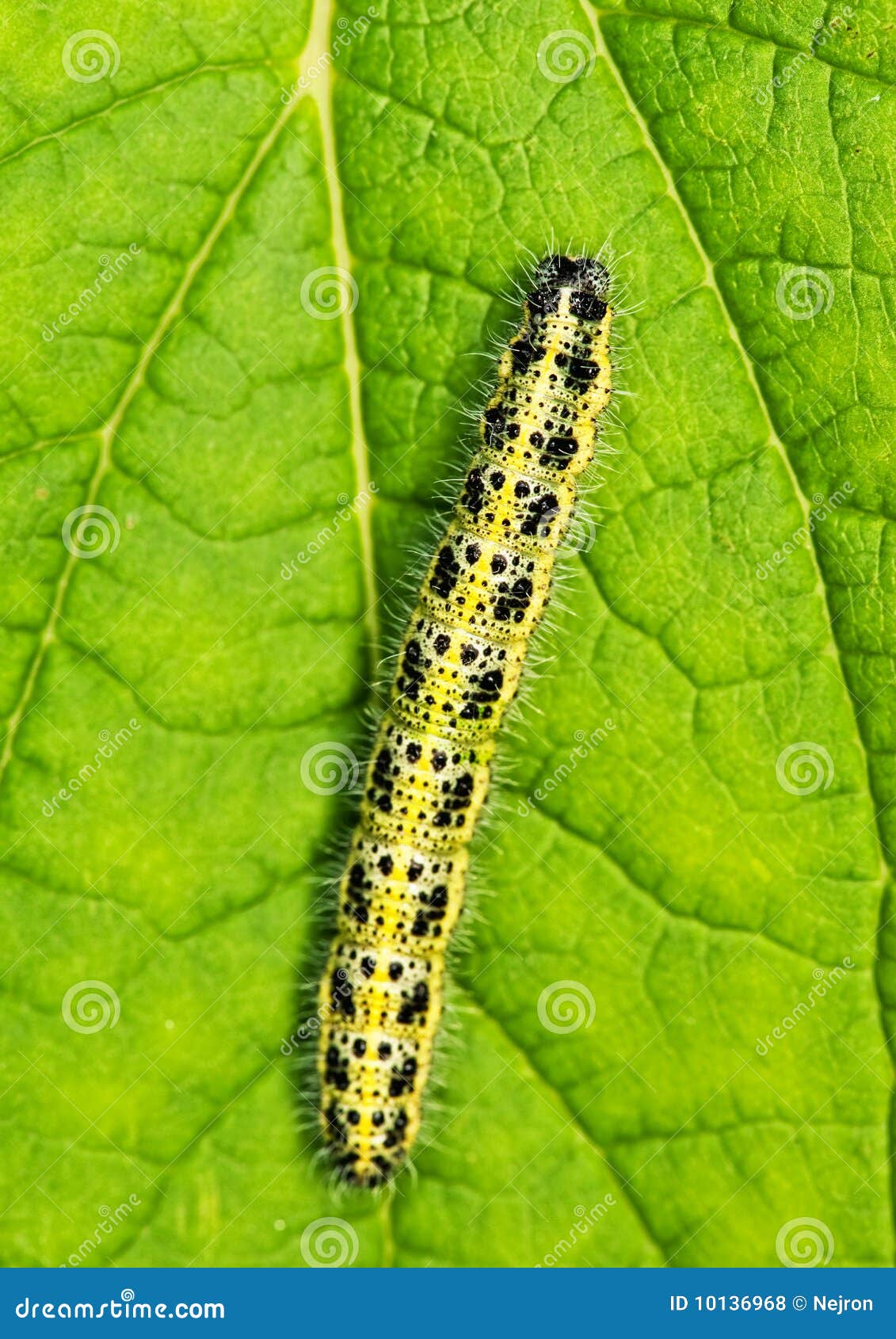 Rupsband op een groen blad stock foto. Image of samenvatting - 10136968