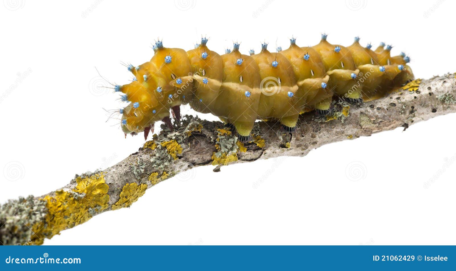 Rupsband Van De ReuzeMot Van De Pauw Stock Afbeelding - Image of ...