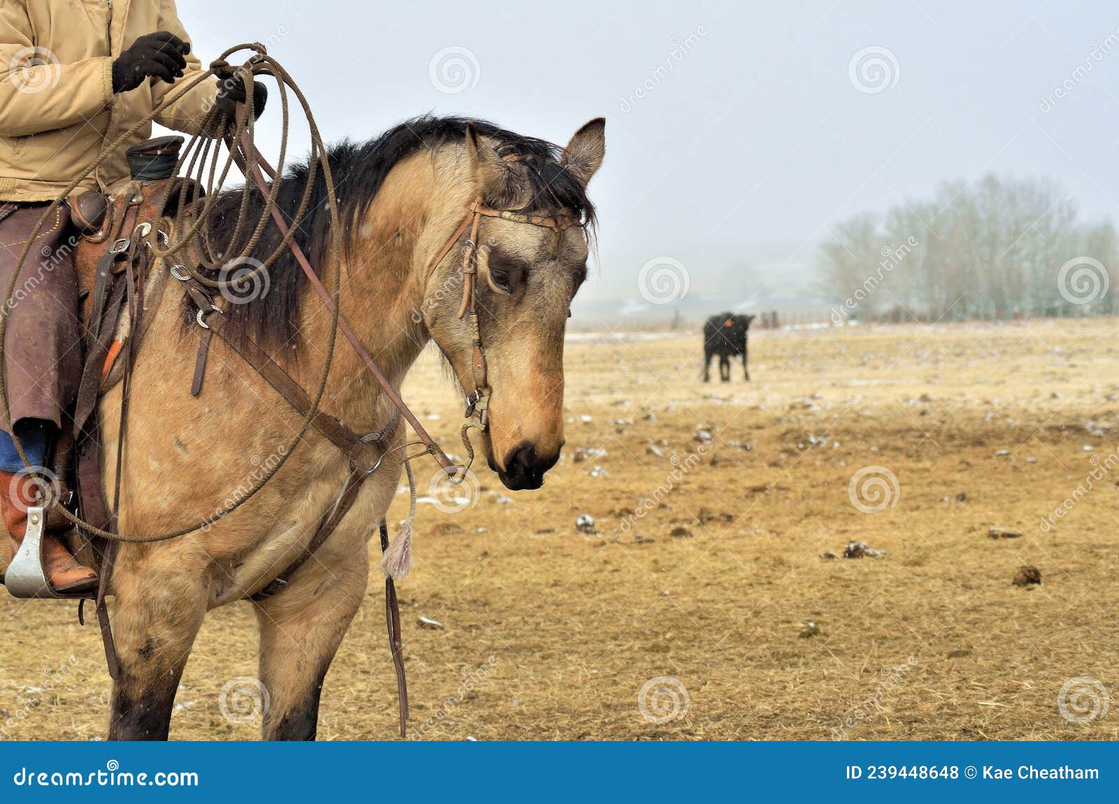 Rural Activity: Cow Pony and Roper in Large Pasture Stock Photo - Image ...