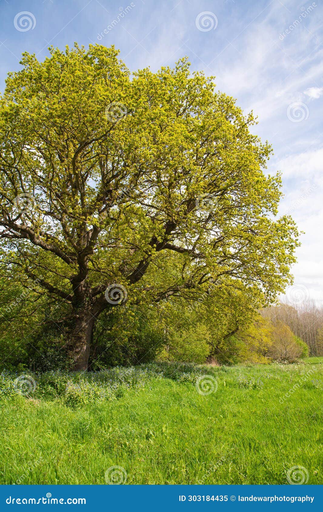 Rural Ancient English Oak Tree in Spring with Uncut Grass Stock Image ...
