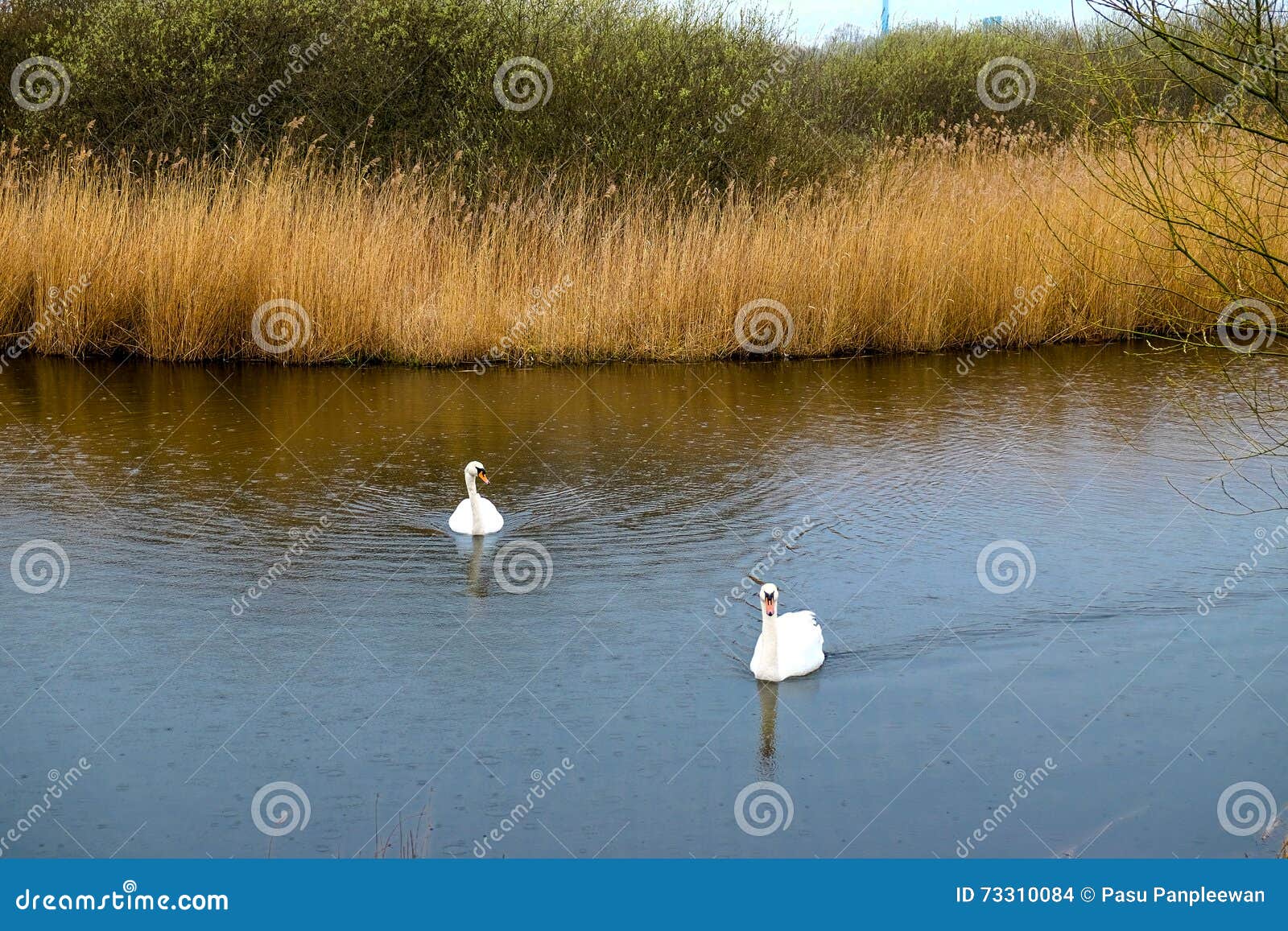Rural Area in Copenhagen, Denmark Stock Photo - Image of garden, road ...