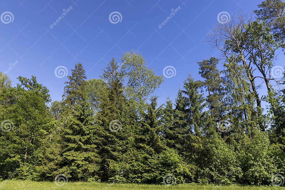 Rural Area with Different Deciduous Trees in a Mixed Forest Stock Photo ...