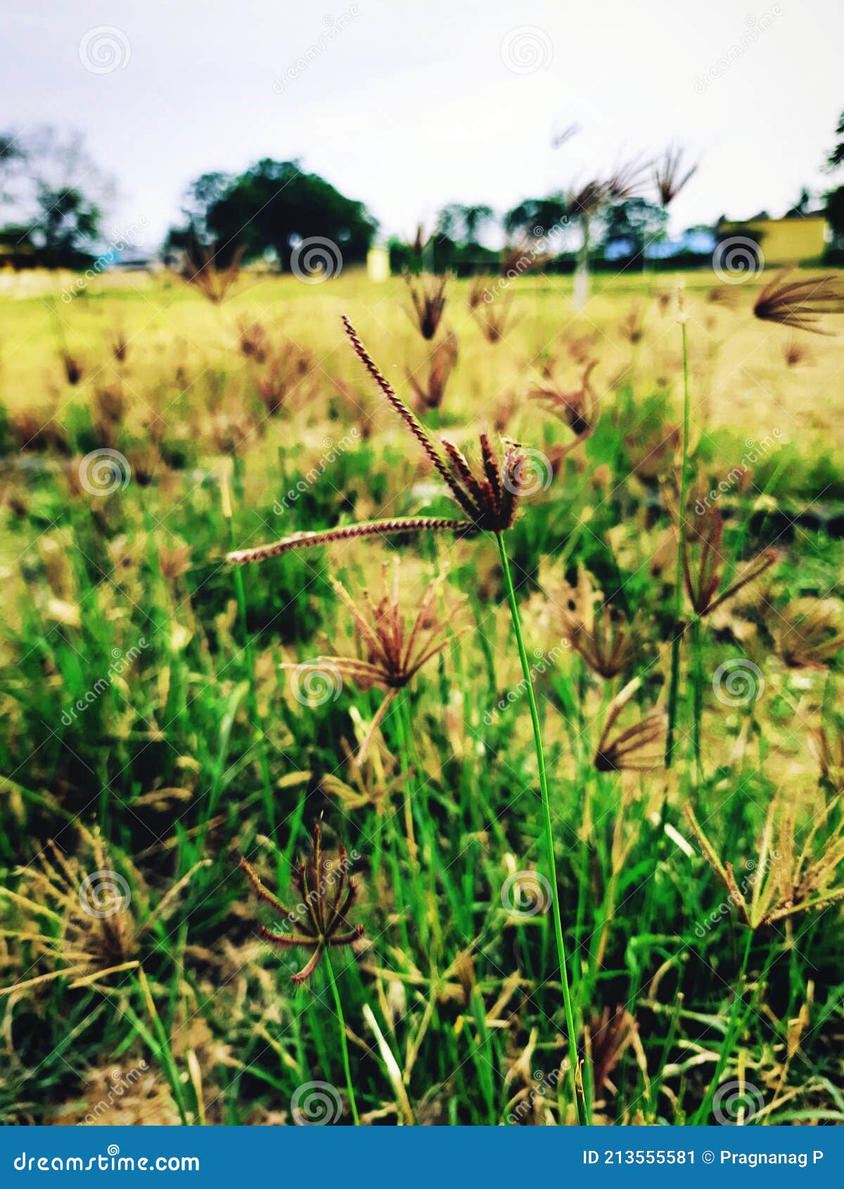 Rural Area Grass Plants Beautiful To See Stock Image - Image of nature ...