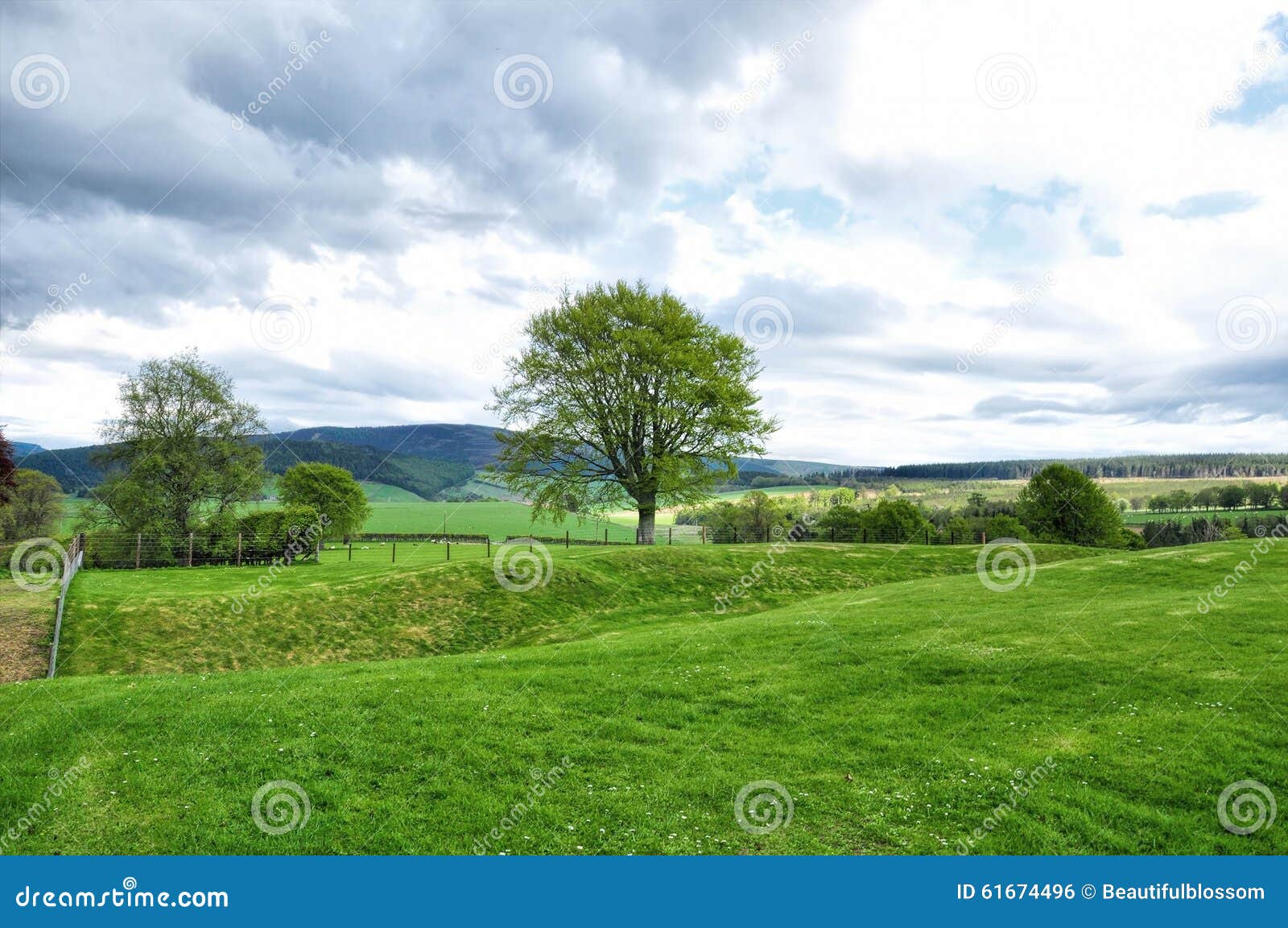 Rural area in Scotland stock photo. Image of lush, purple - 61674496