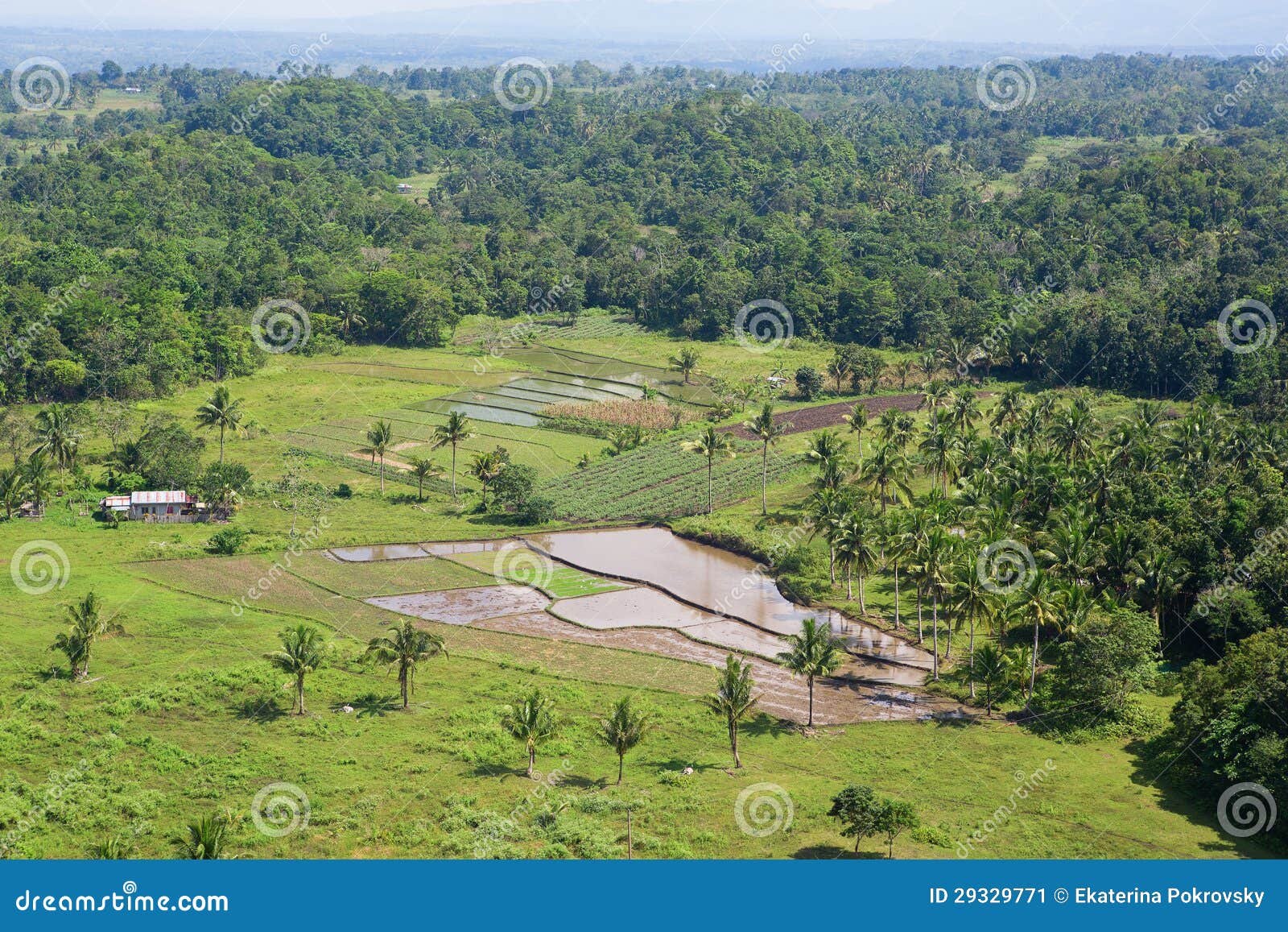 Rural Asian Landscape With Palm Trees And Rice Fields Royalty-Free ...