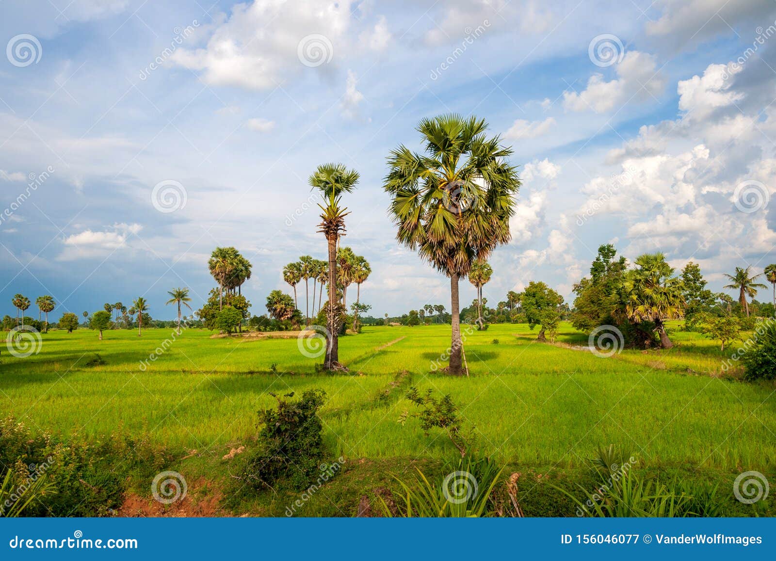 Rural Asian Landscape with Palm Trees and Rice Fields Stock Image ...