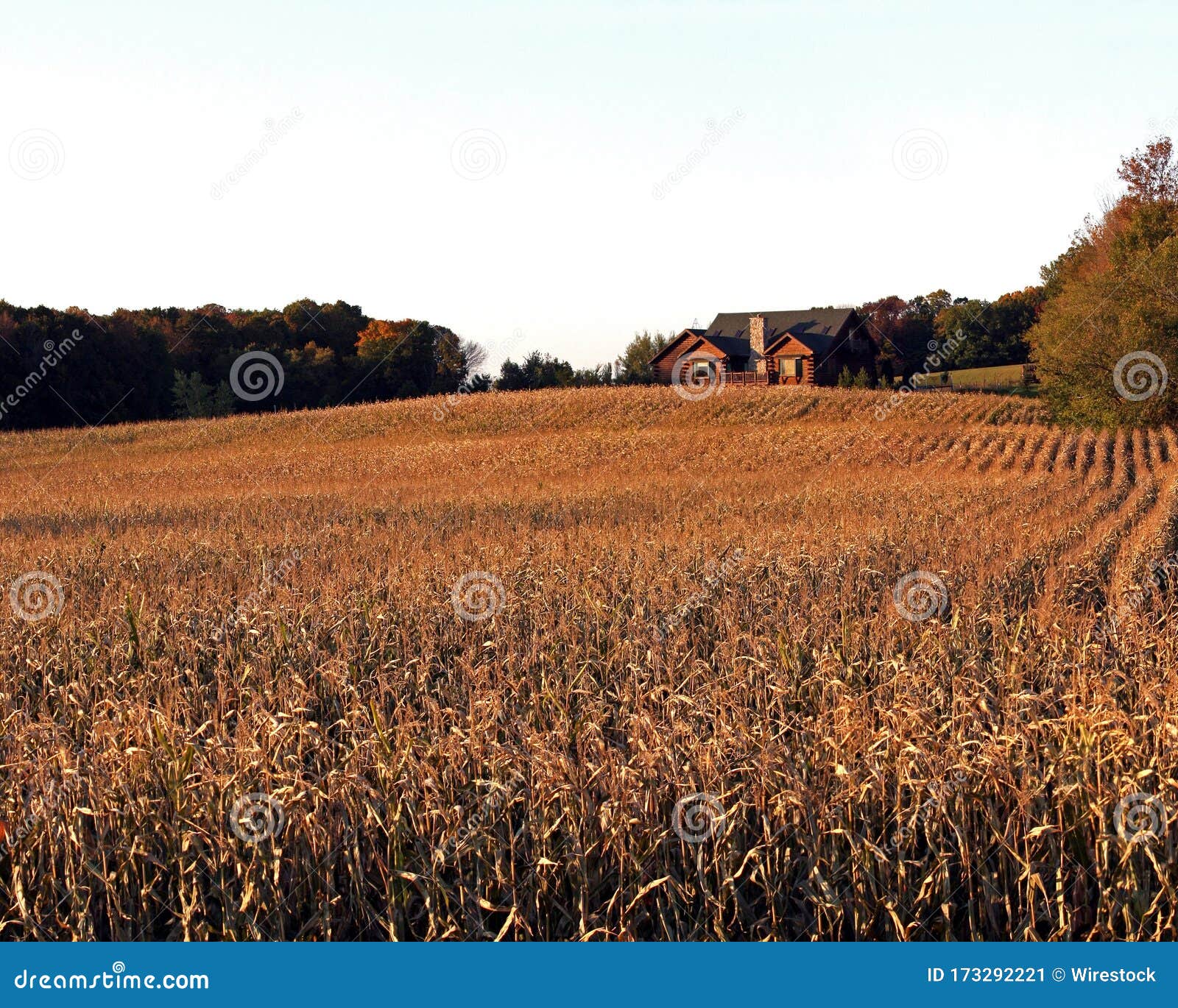 Rural Autumn Corn Field Surrounded by a Lot of Trees with a Rustic ...