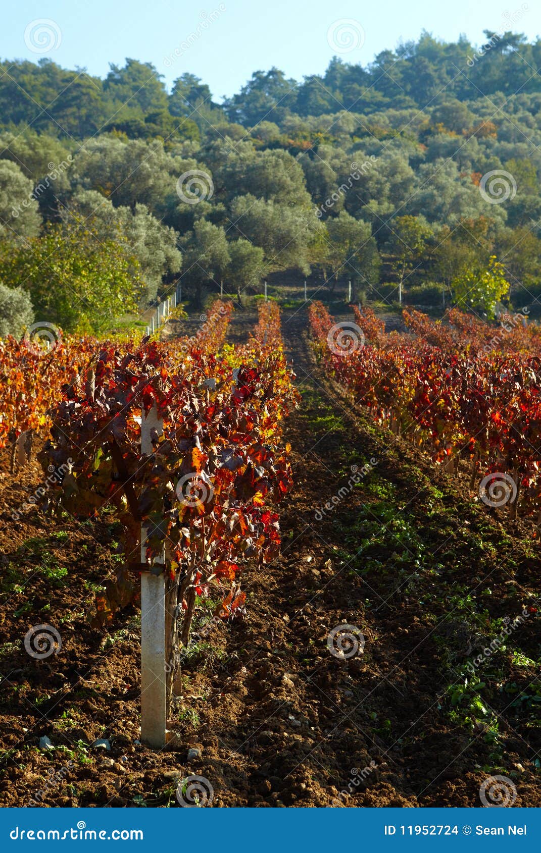 Rural autumn vineyard stock photo. Image of haze, vines - 11952724