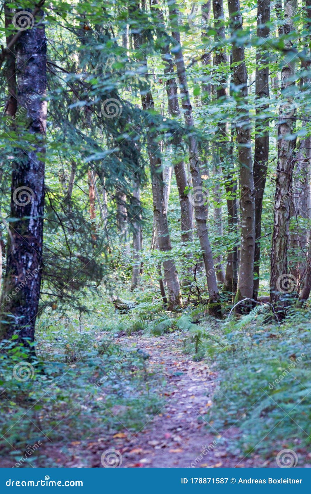 Rural Cart Track through Summer Forest Stock Image - Image of country ...