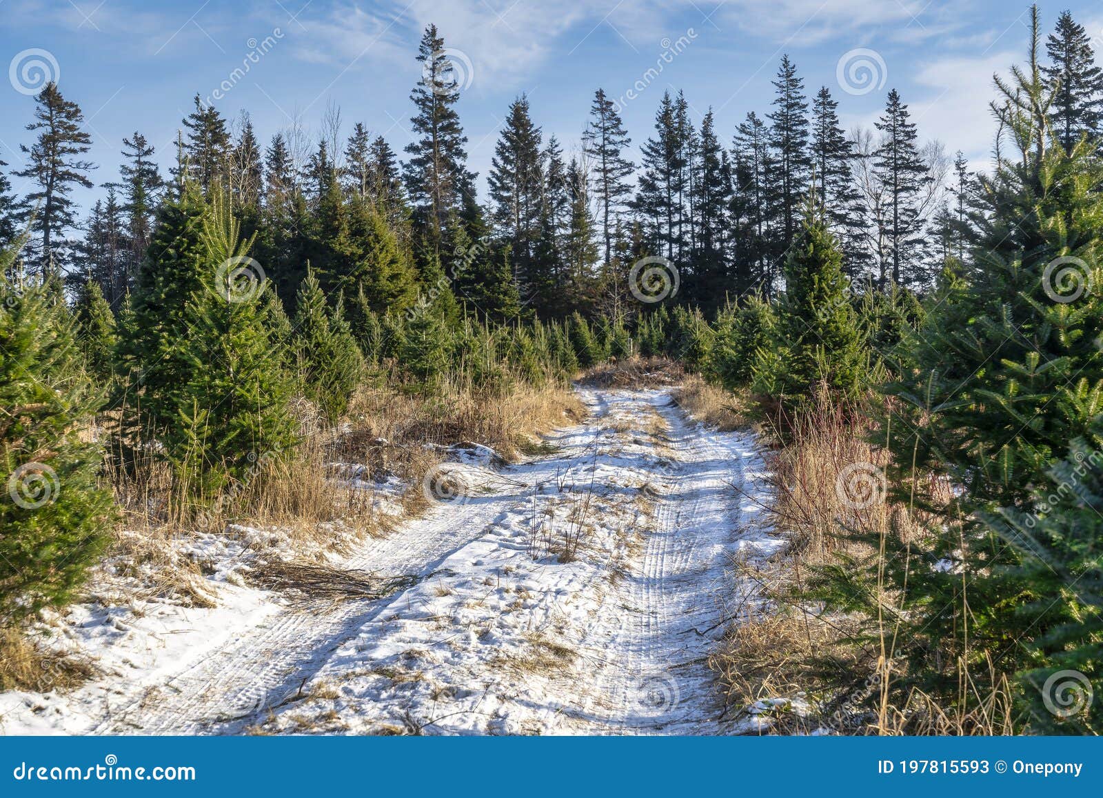 Rural Christmas Tree Farm stock image. Image of christmastime - 197815593