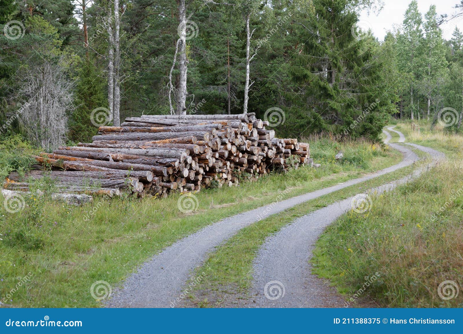 Rural Country Road in the Forest and a Pile of Tree Trunk Stock Image ...
