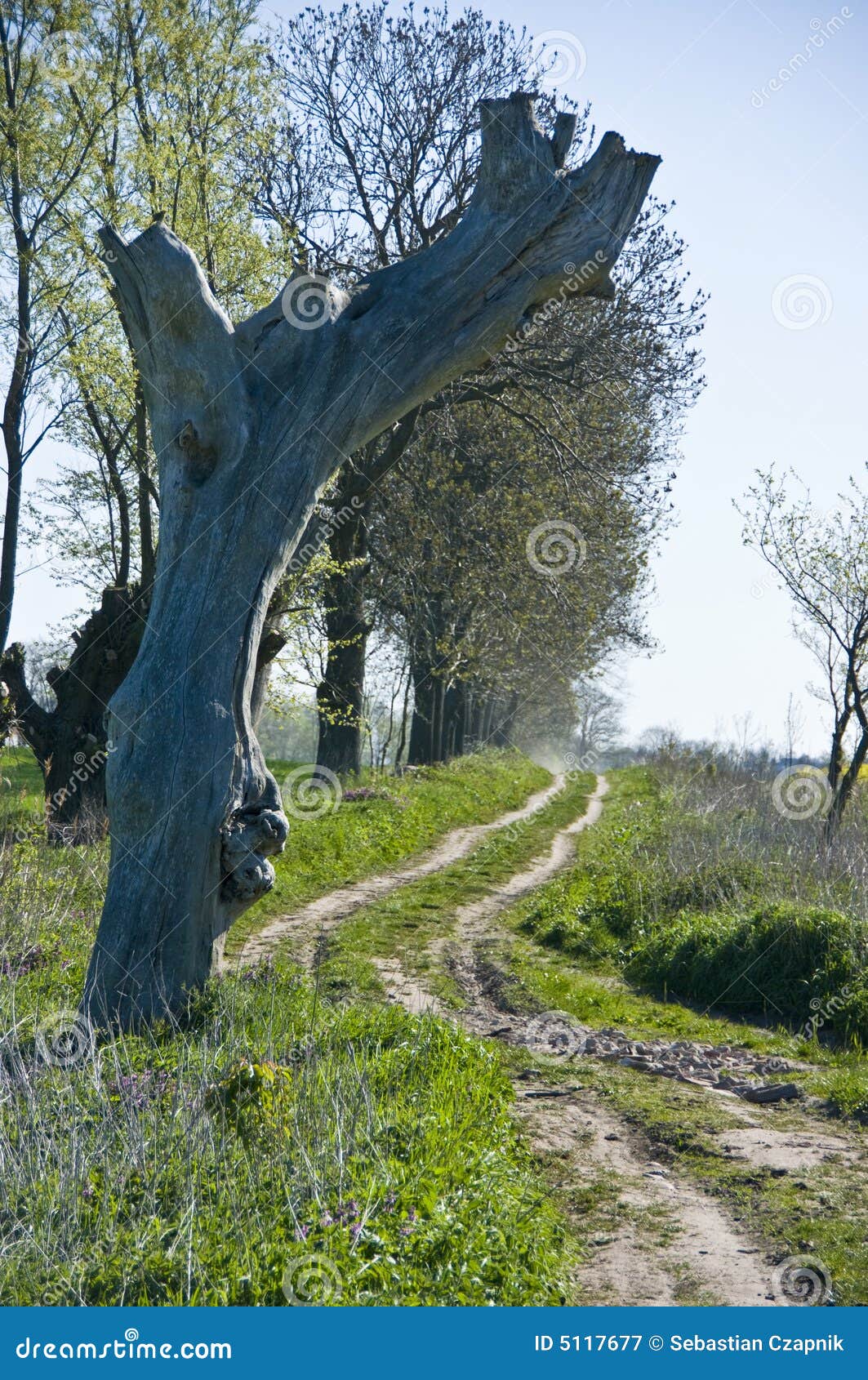 Rural Country Road with Tree Stock Image - Image of poland, truncated ...
