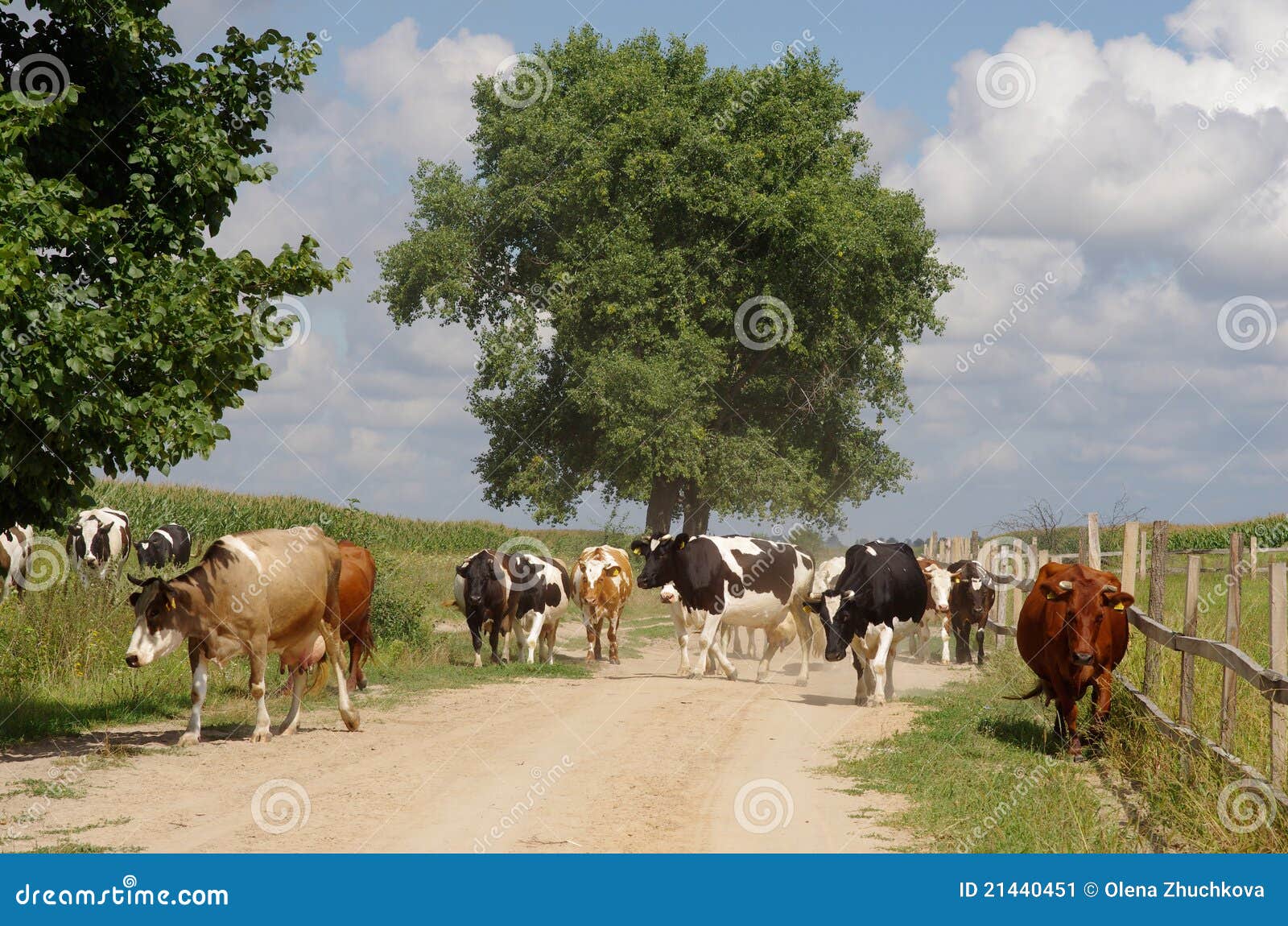 Rural cows stock image. Image of scenery, pasture, agriculture - 21440451