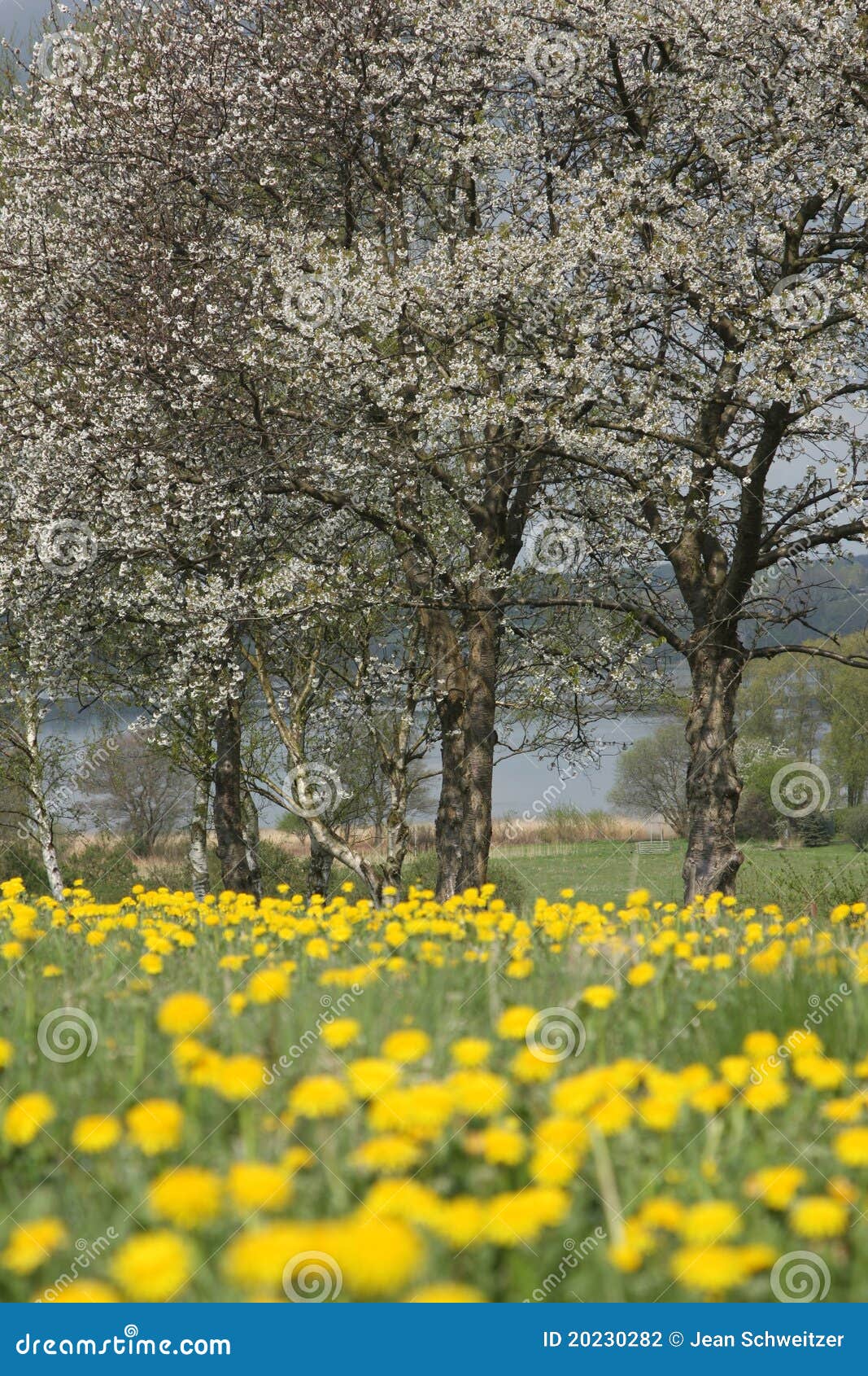 Rural denmark stock photo. Image of gardens, season, flora - 20230282