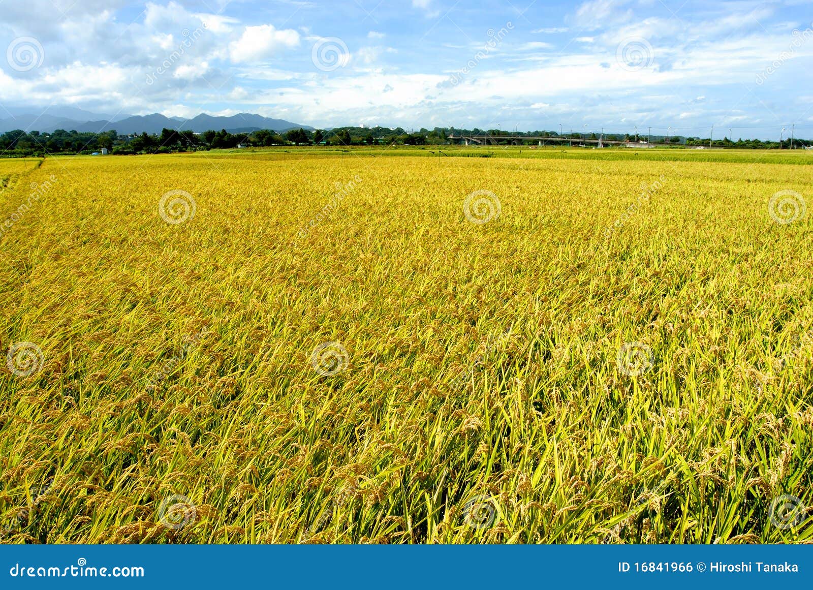 Rural districts stock photo. Image of cereals, garden - 16841966