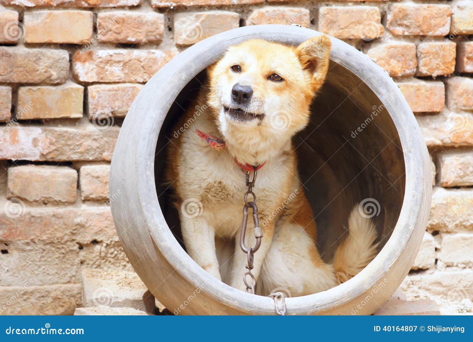 Rural dog stock image. Image of wall, animal, purp, dogz - 40164807