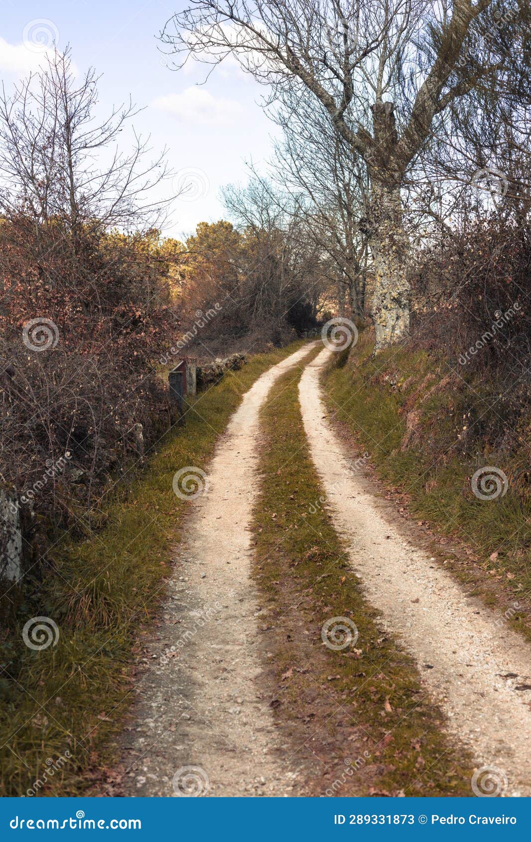 Rural Empty Road in Viseu, Portugal Stock Image - Image of leaf ...