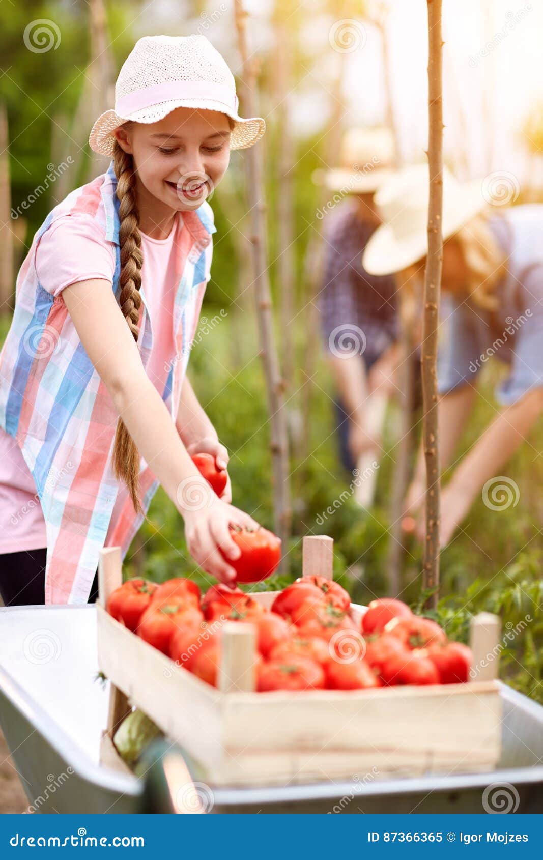 Rural Family Picking Tomatoes Stock Image - Image of bright ...