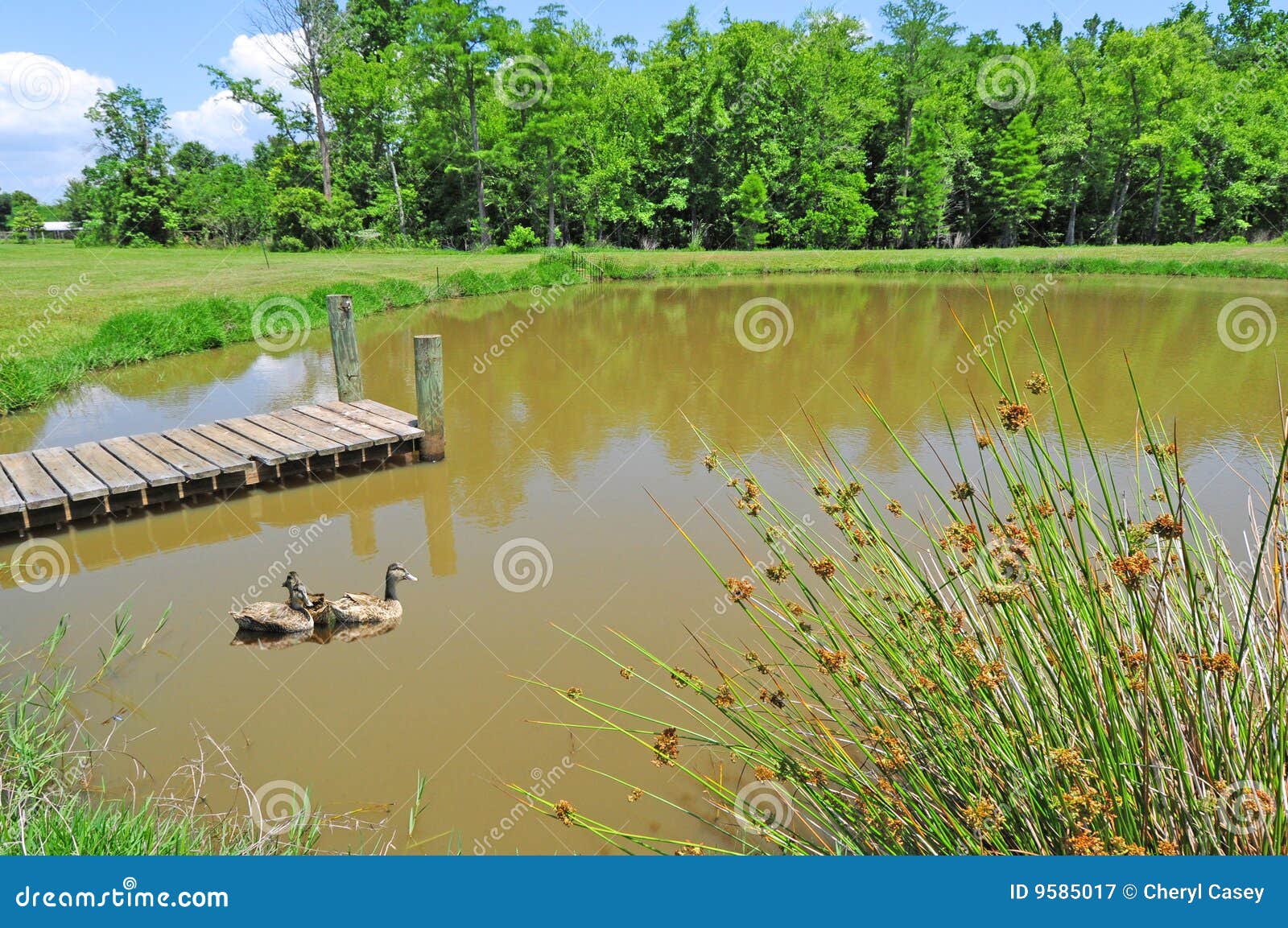 Rural farm duck pond stock image. Image of reed, lake - 9585017