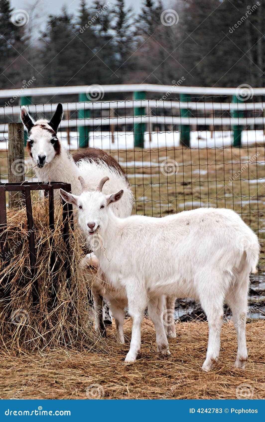 Rural Farm with Goat and Llama Stock Image - Image of livestock ...