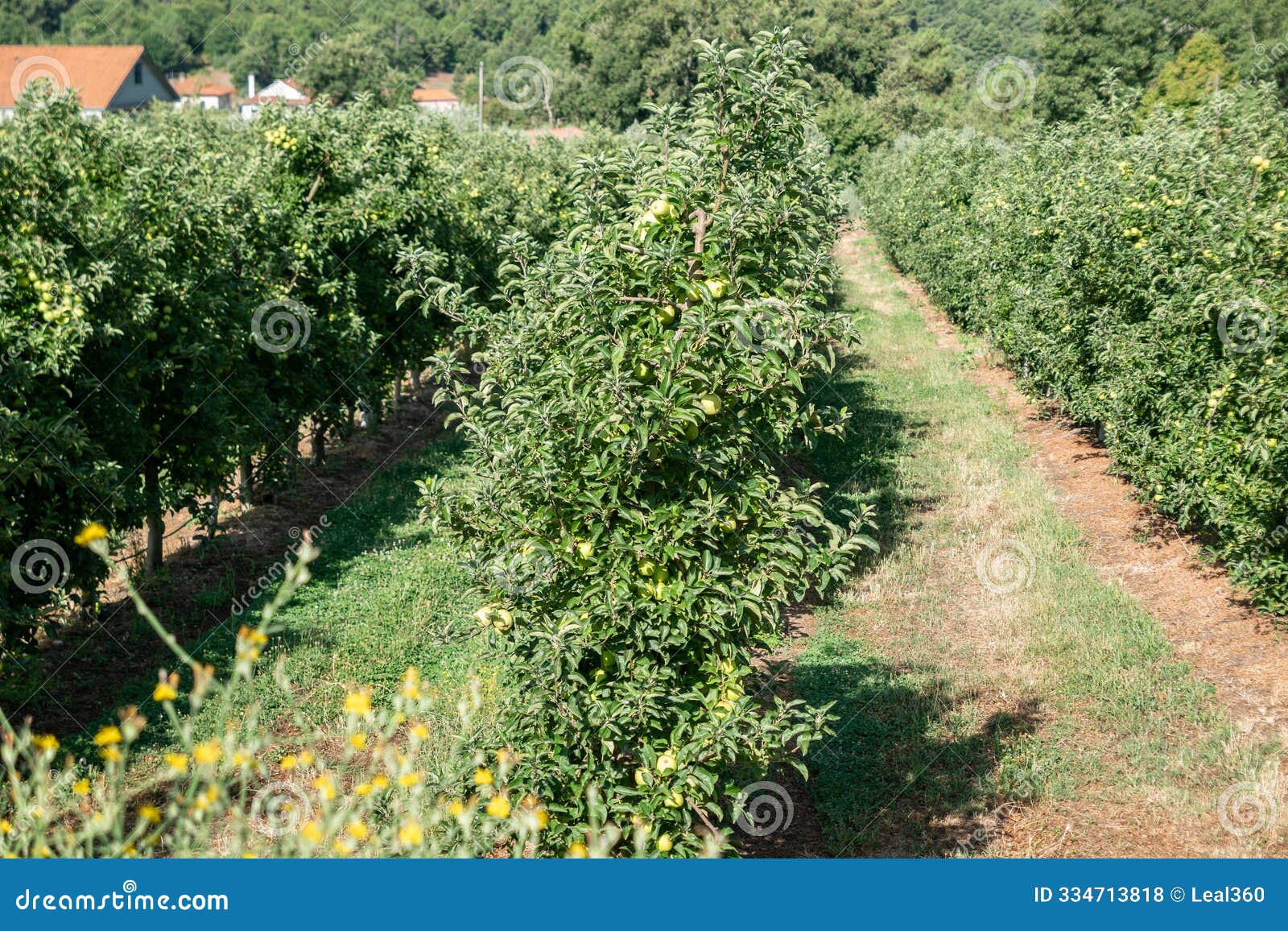Rural Farm with Orchard of Fruit-loaded Apple Trees Stock Photo - Image ...