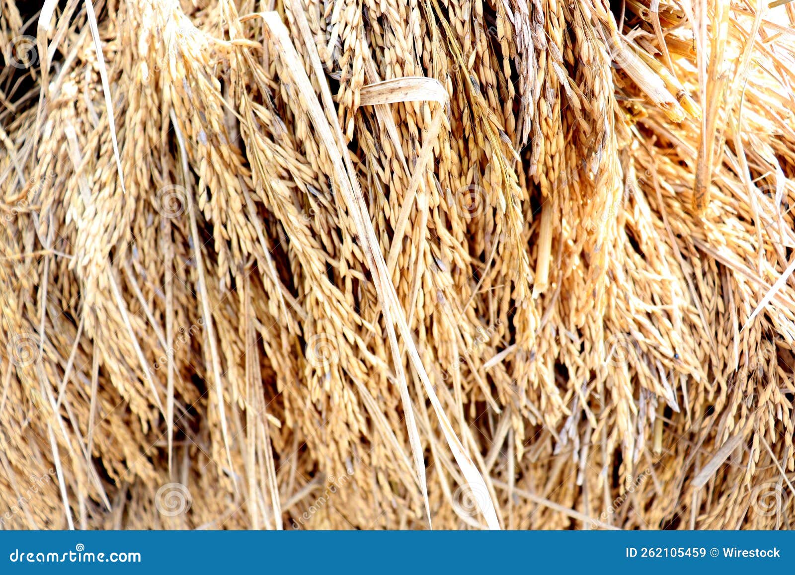 Rural Farm of Ripe Paddy for Harvesting in a Field Stock Image - Image ...