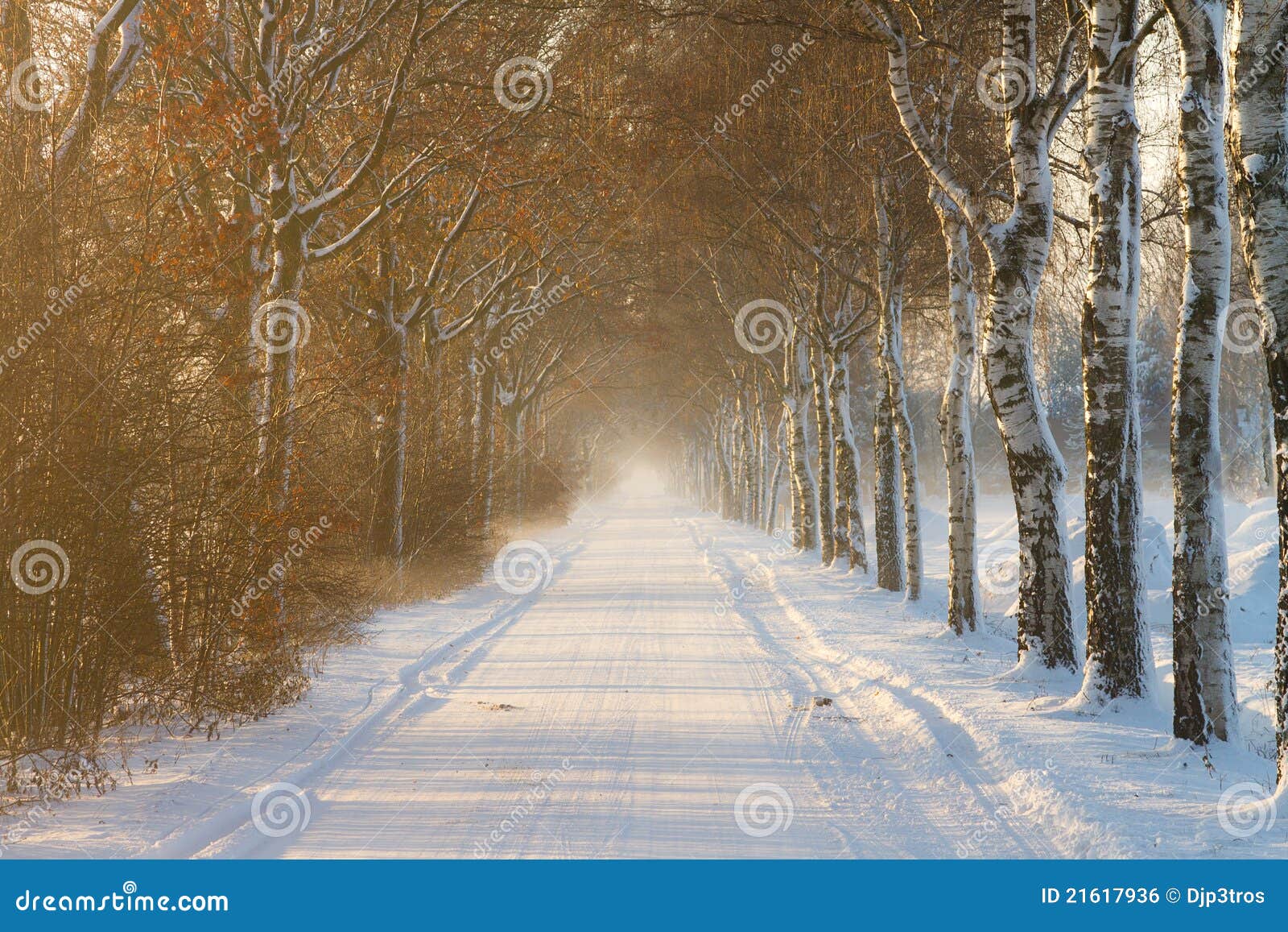Rural farm road in winter stock photo. Image of branch - 21617936