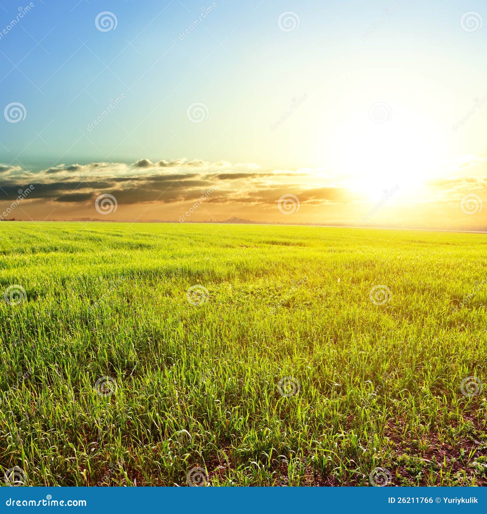 Rural Field at the Early Morning Stock Photo - Image of beautiful ...